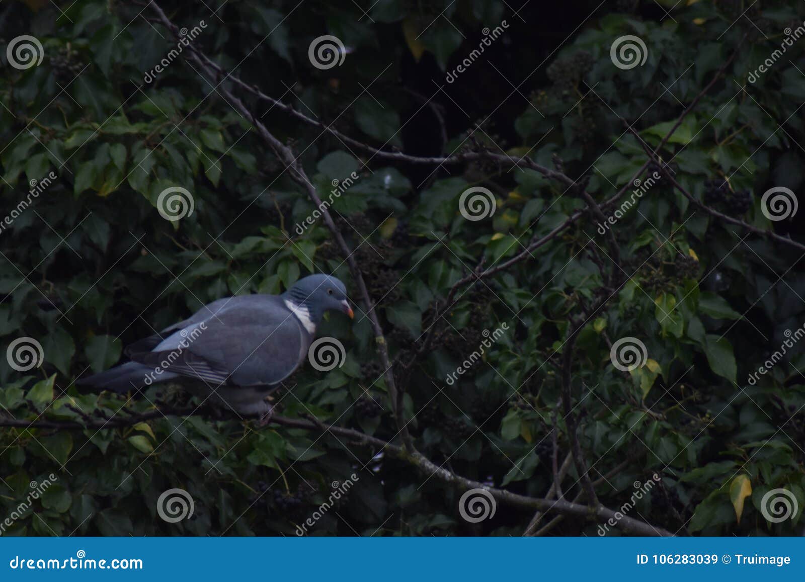 Wood pigeon in a tree stock image. Image of beak, feathers - 106283039