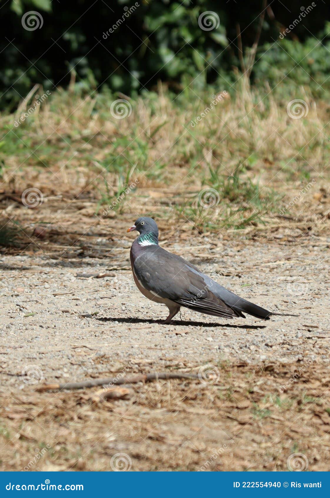 Wood pigeon on a prairie stock photo. Image of blackbird - 222554940