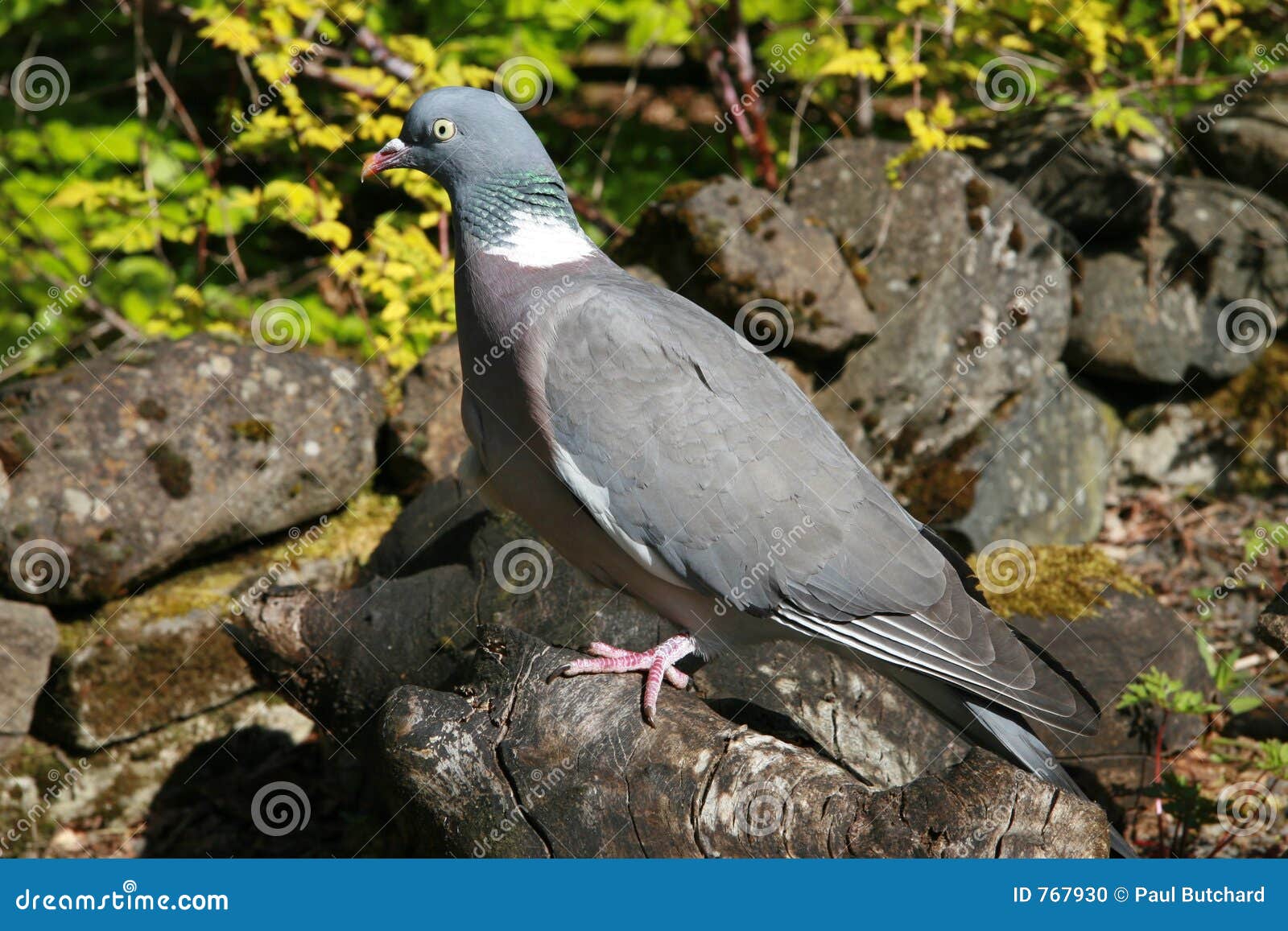 Wood Pigeon, Scotland stock photo. Image of stone, feathers - 767930