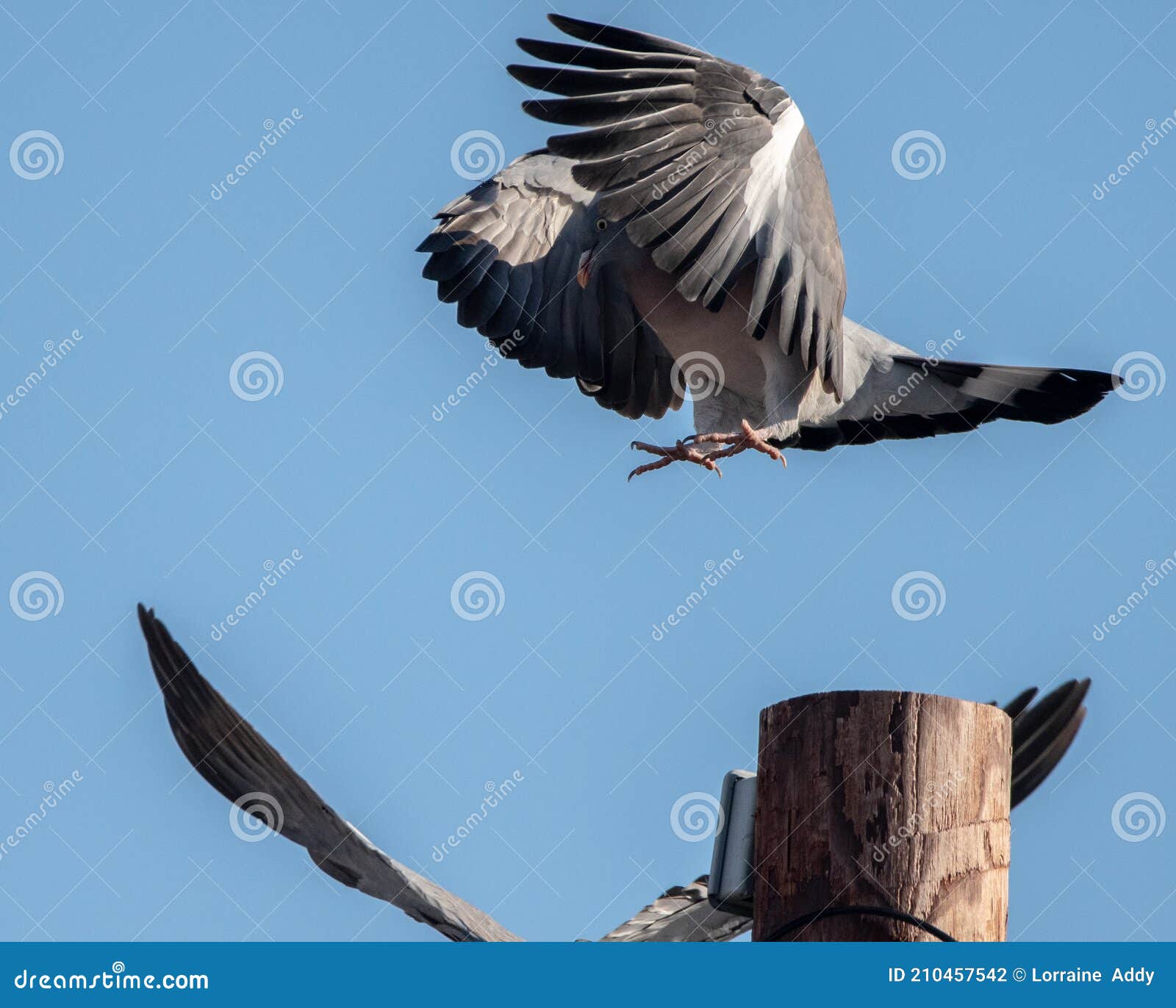 Wood Pigeon Showing Aggressive Behaviour Stock Photo - Image of ...