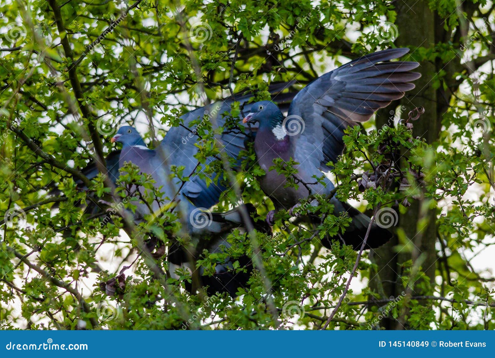 2 Wood Pigeons Fighting in a Tree Stock Image - Image of pigeons ...