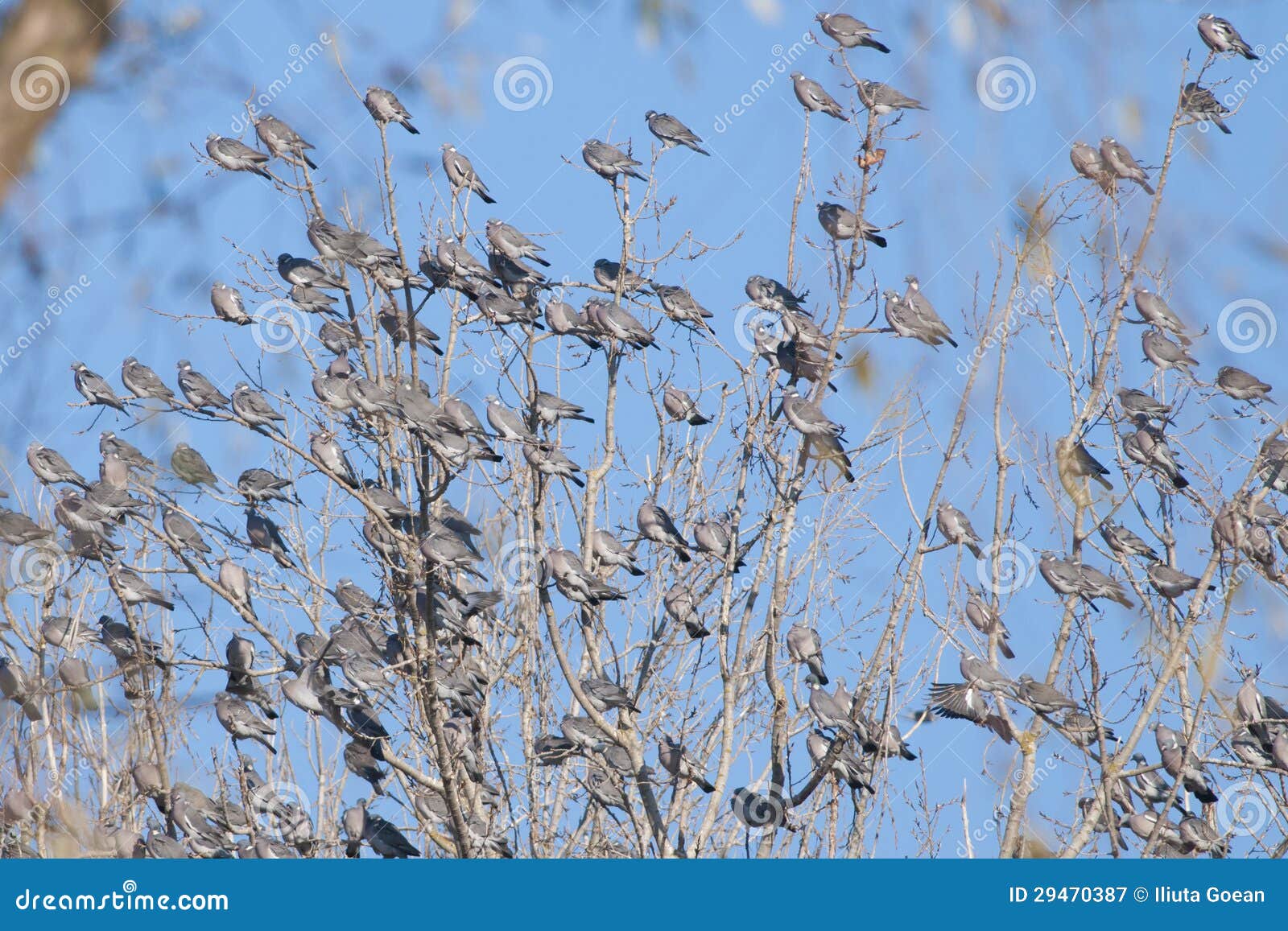 Wood Pigeons Flock stock image. Image of bird, birdwatching - 29470387