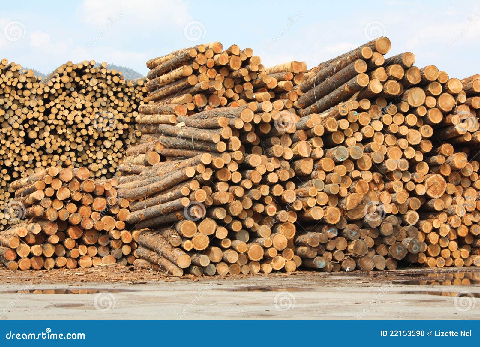 Wood pile stock photo. Image of stack, nature, environmental - 22153590