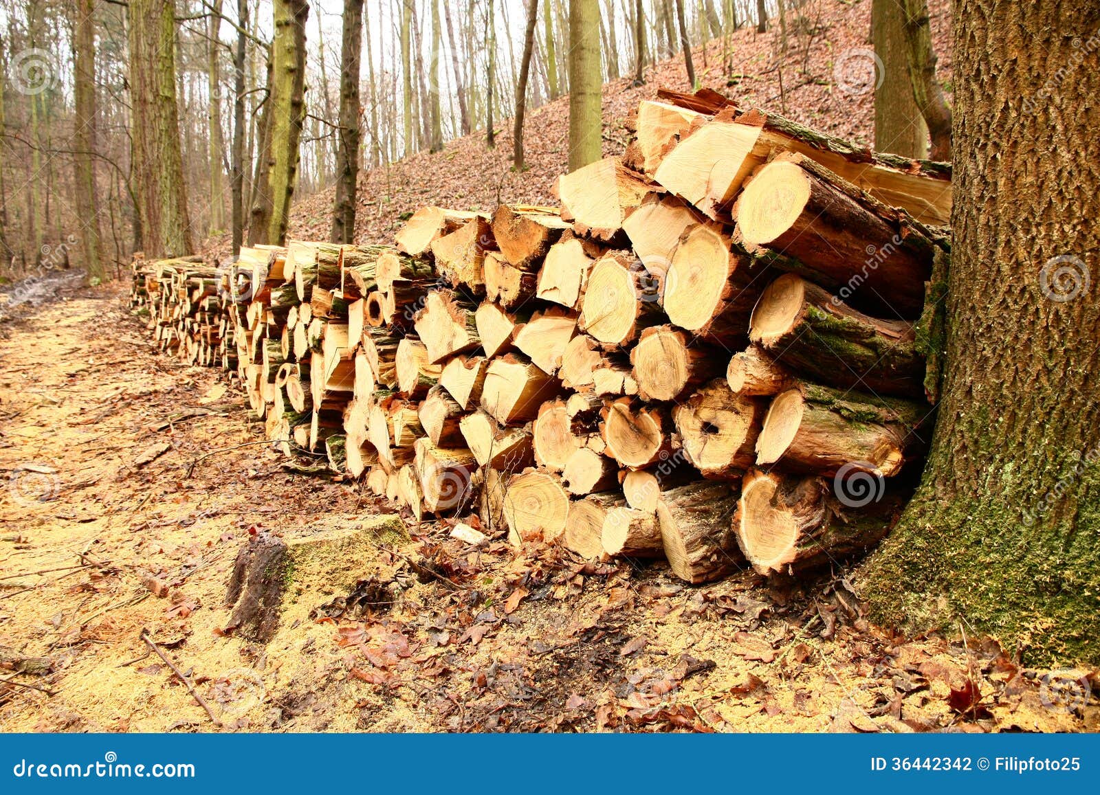 Wood pile stock photo. Image of wood, green, grass, pile - 36442342
