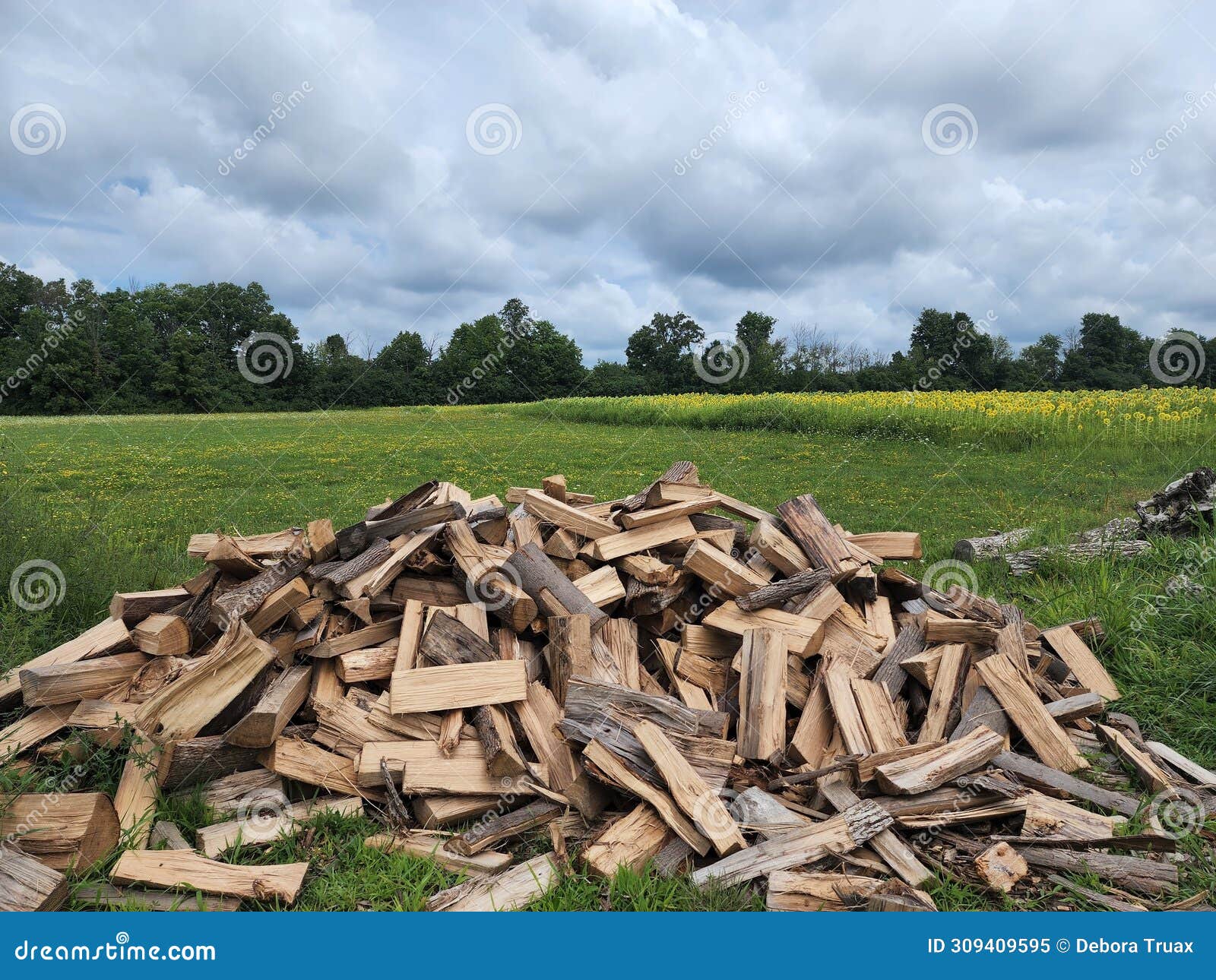 Wood Pile by a Field of Sunflowers Stock Image - Image of storm, plant ...