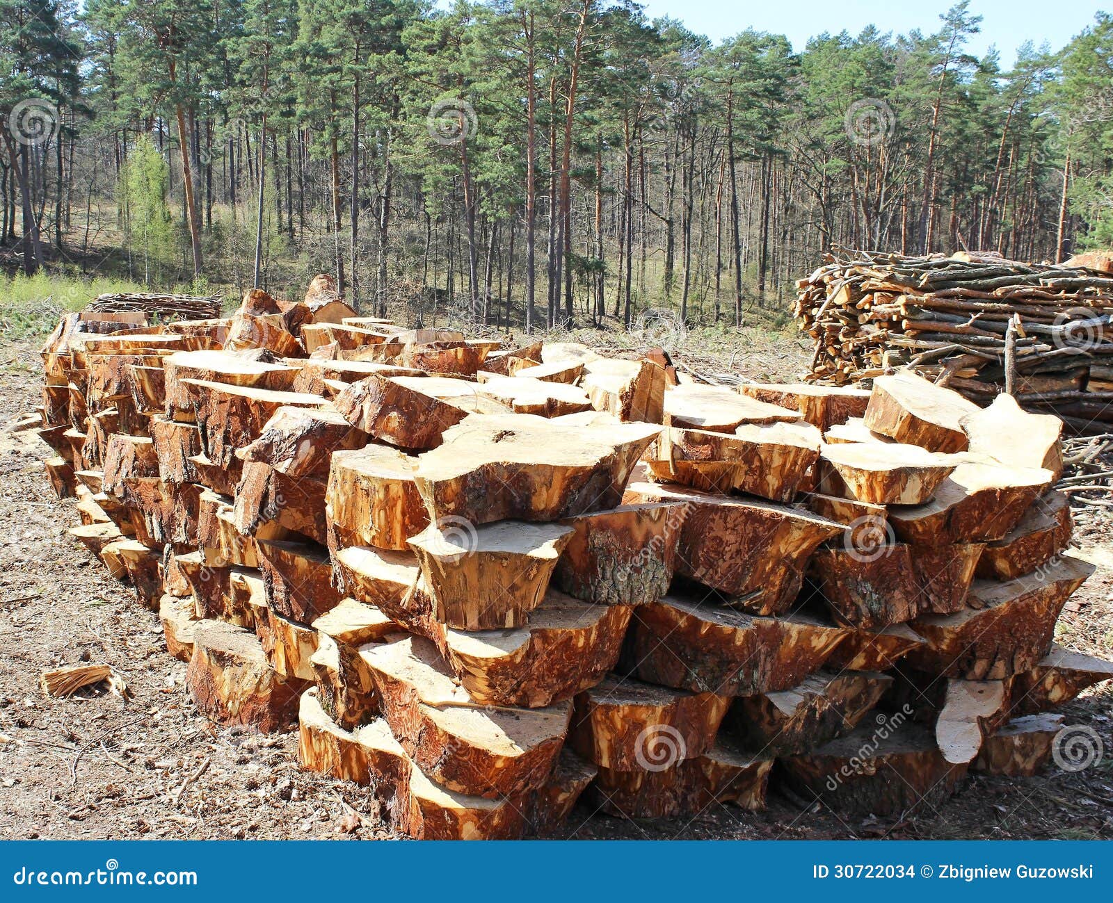 Wood pile stock photo. Image of evergreen, detail, freshly - 30722034