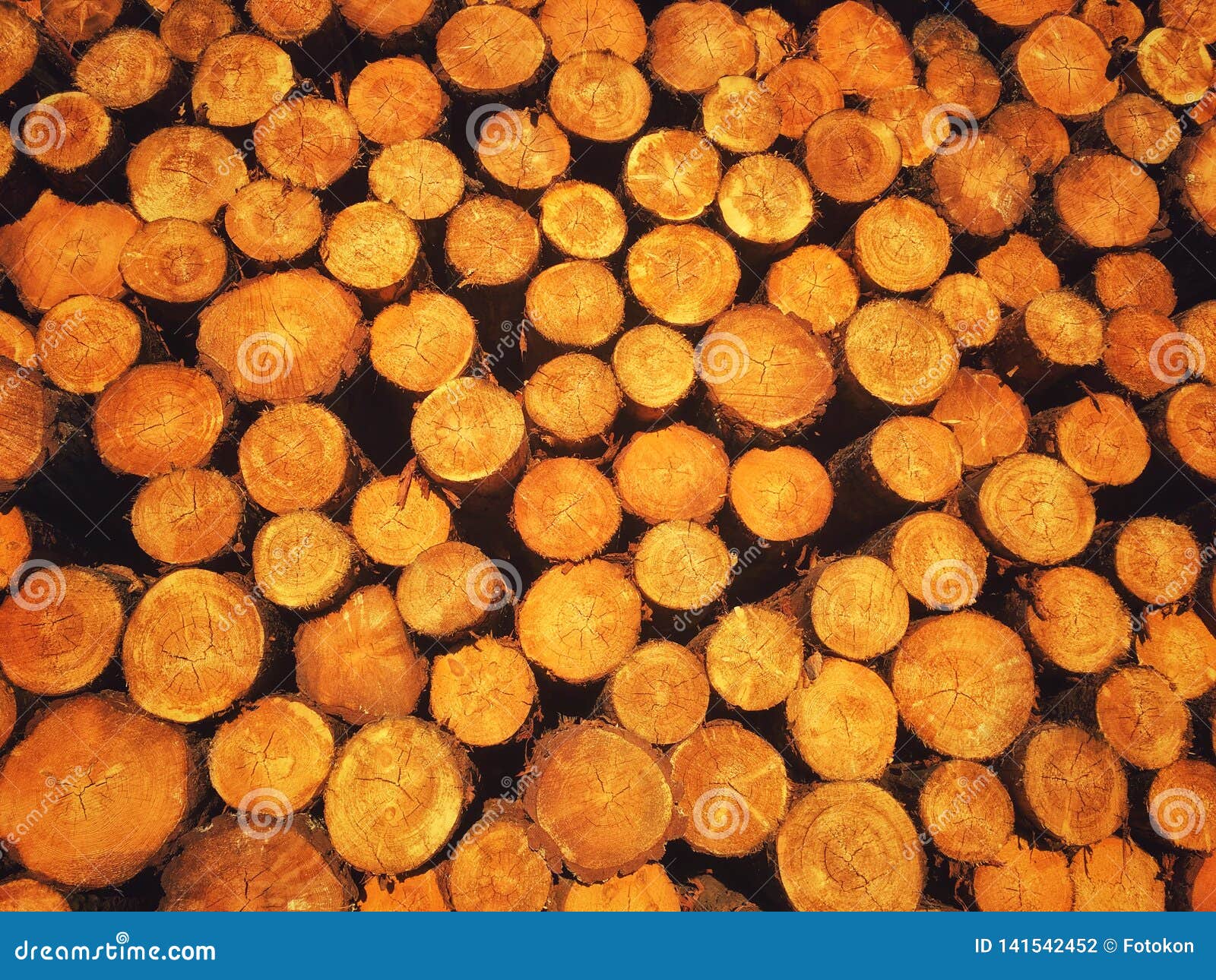 Wood pile stock photo. Image of bole, pine, trunk, cutten - 141542452