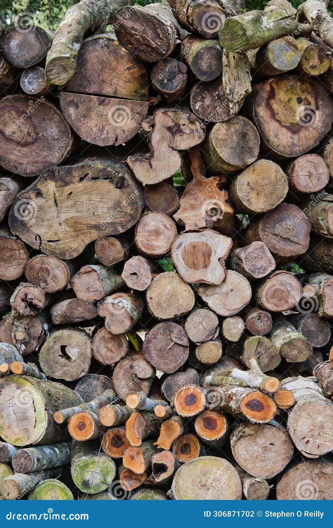 Wood Pile Stacked Cut Logs on Many Sizes Stock Photo - Image of logs ...