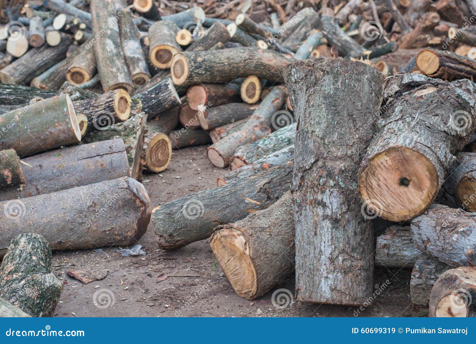 Wood pile of tree branch stock image. Image of natural - 60699319