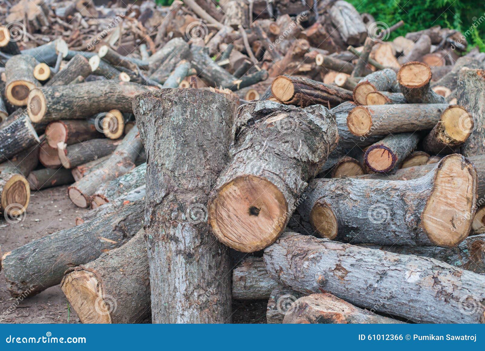 Wood pile of tree branch stock photo. Image of firewood - 61012366