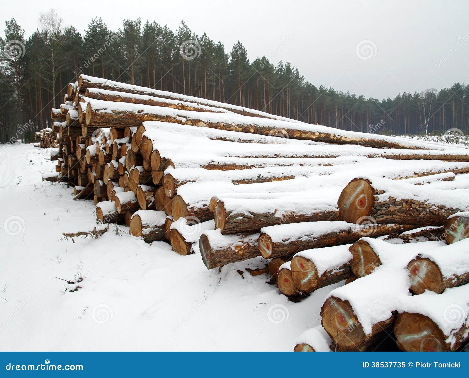 Wood pile in winter forest stock image. Image of tree - 38537735