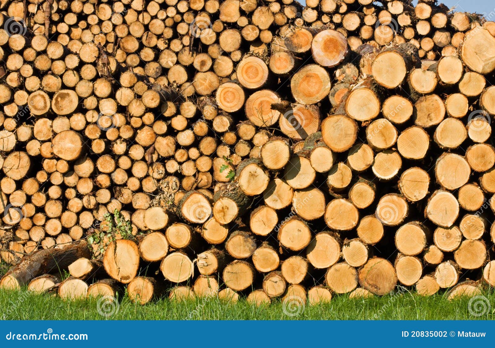 Wood piles stock photo. Image of stacked, woodpile, lumber - 20835002
