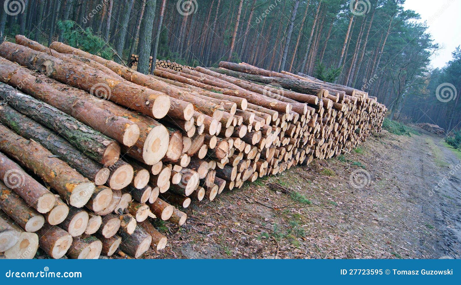 Wood piles stock image. Image of timber, woodland, ring - 27723595