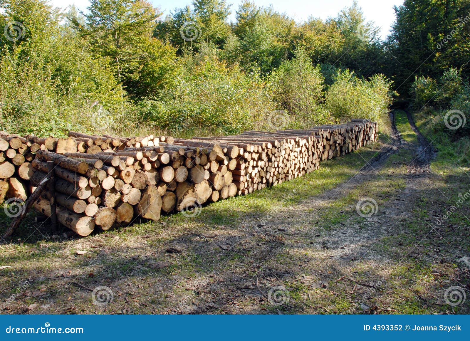 Wood piles stock photo. Image of ring, trunk, pile, firewood - 4393352