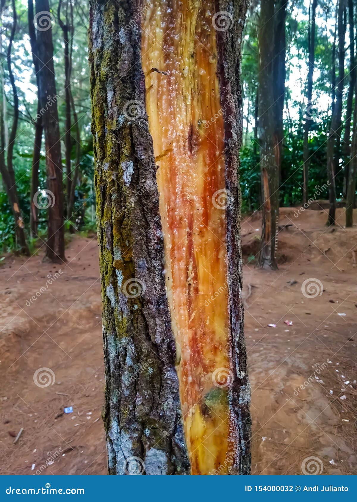 Wood pine in the forest stock photo. Image of wood, pine - 154000032