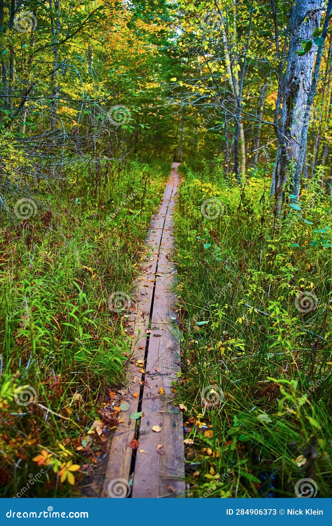 Wood Plank Boardwalk Path or Trail through Green Forest with Creepy ...