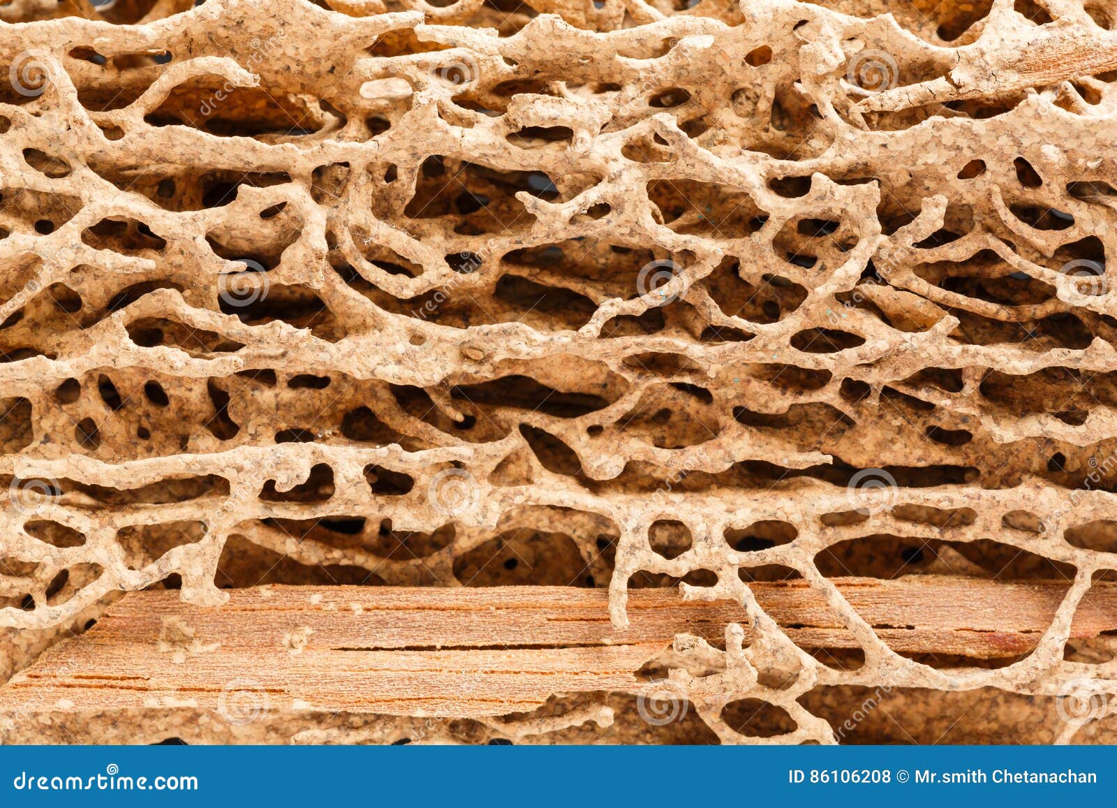 Wood Plank Eaten by Termite Stock Photo - Image of grain, nature: 86106208