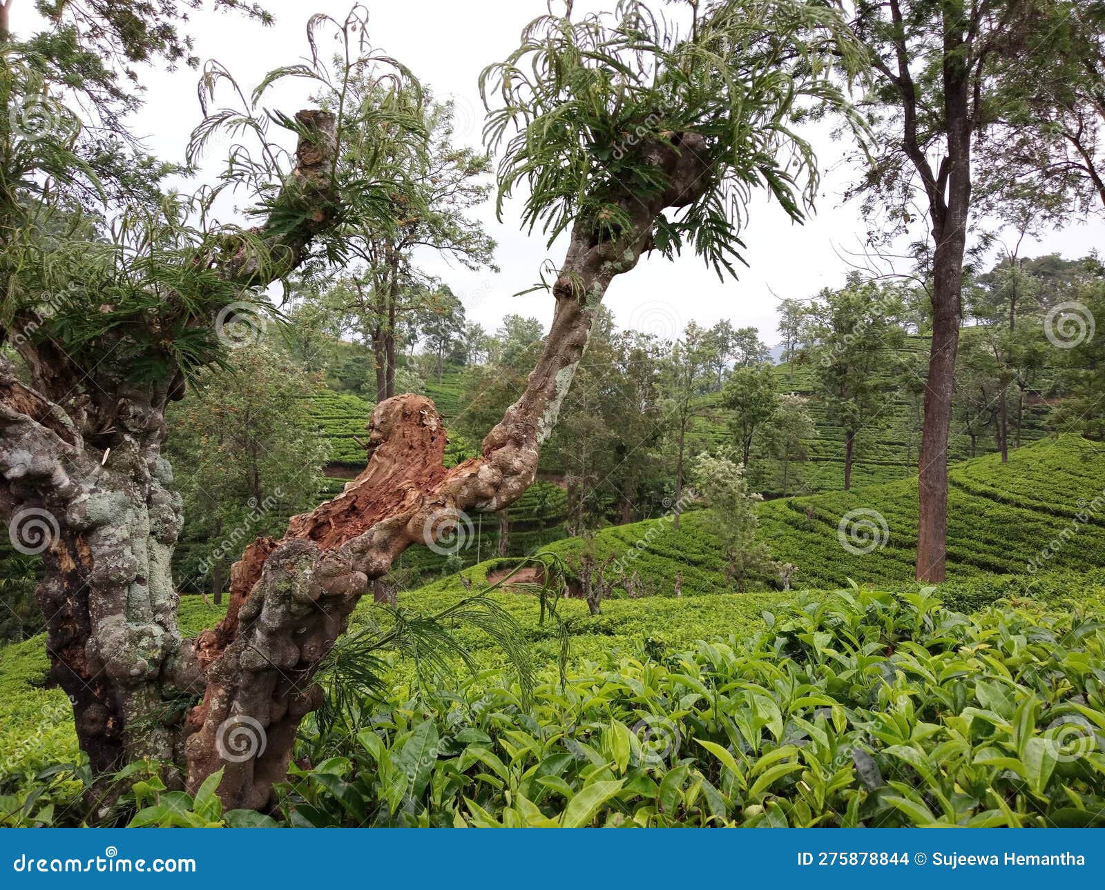 Wood Plant Tea Leaves Leaves Tea Mount Stock Photo - Image of mount ...