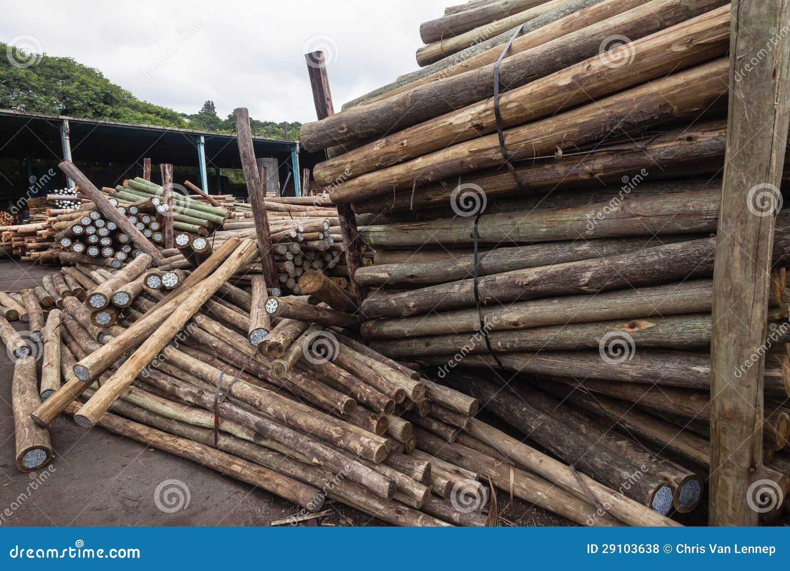 Wood Poles Yard stock photo. Image of growing, wood, construction ...