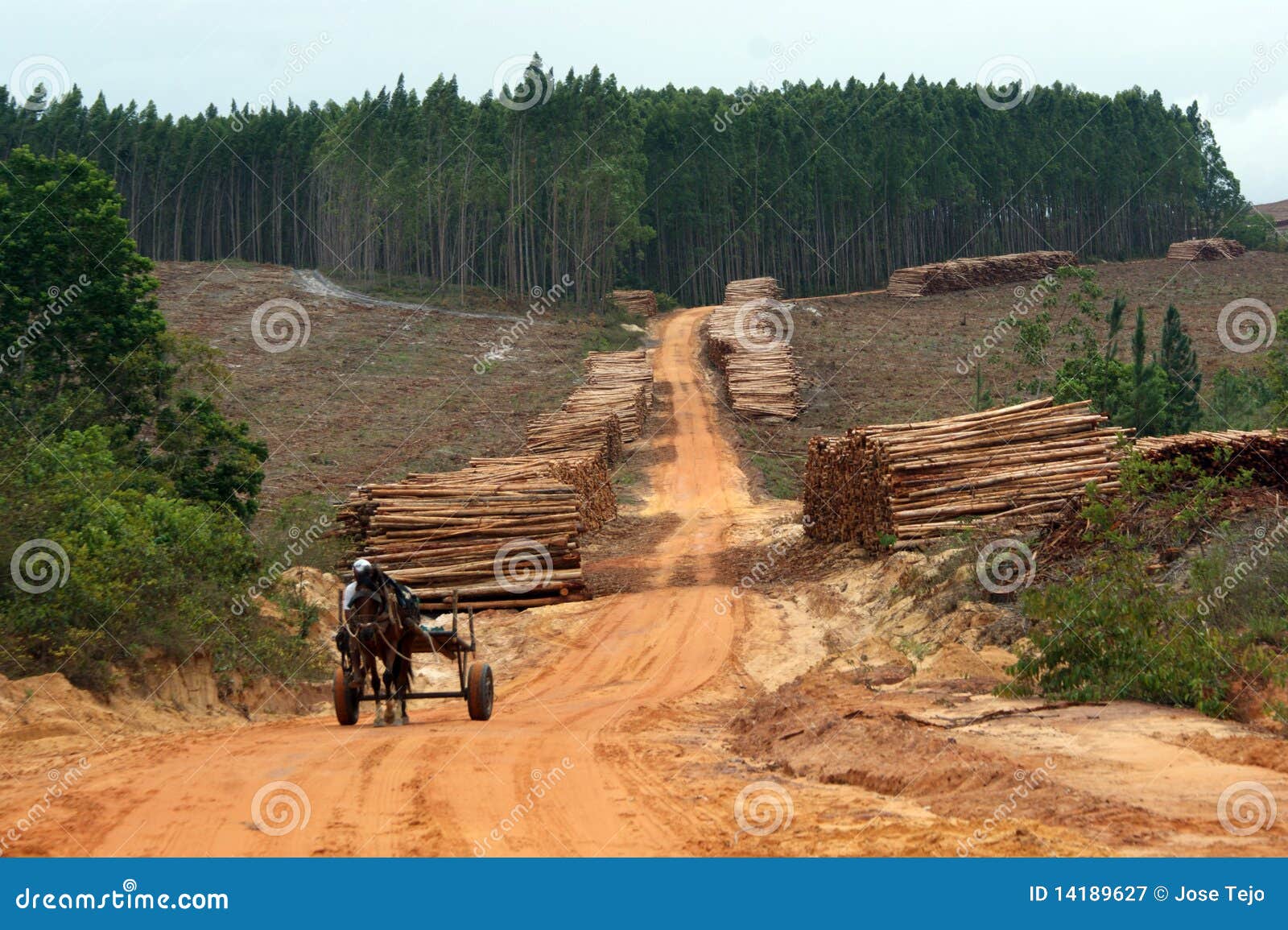Wood production stock image. Image of landscape, pine - 14189627