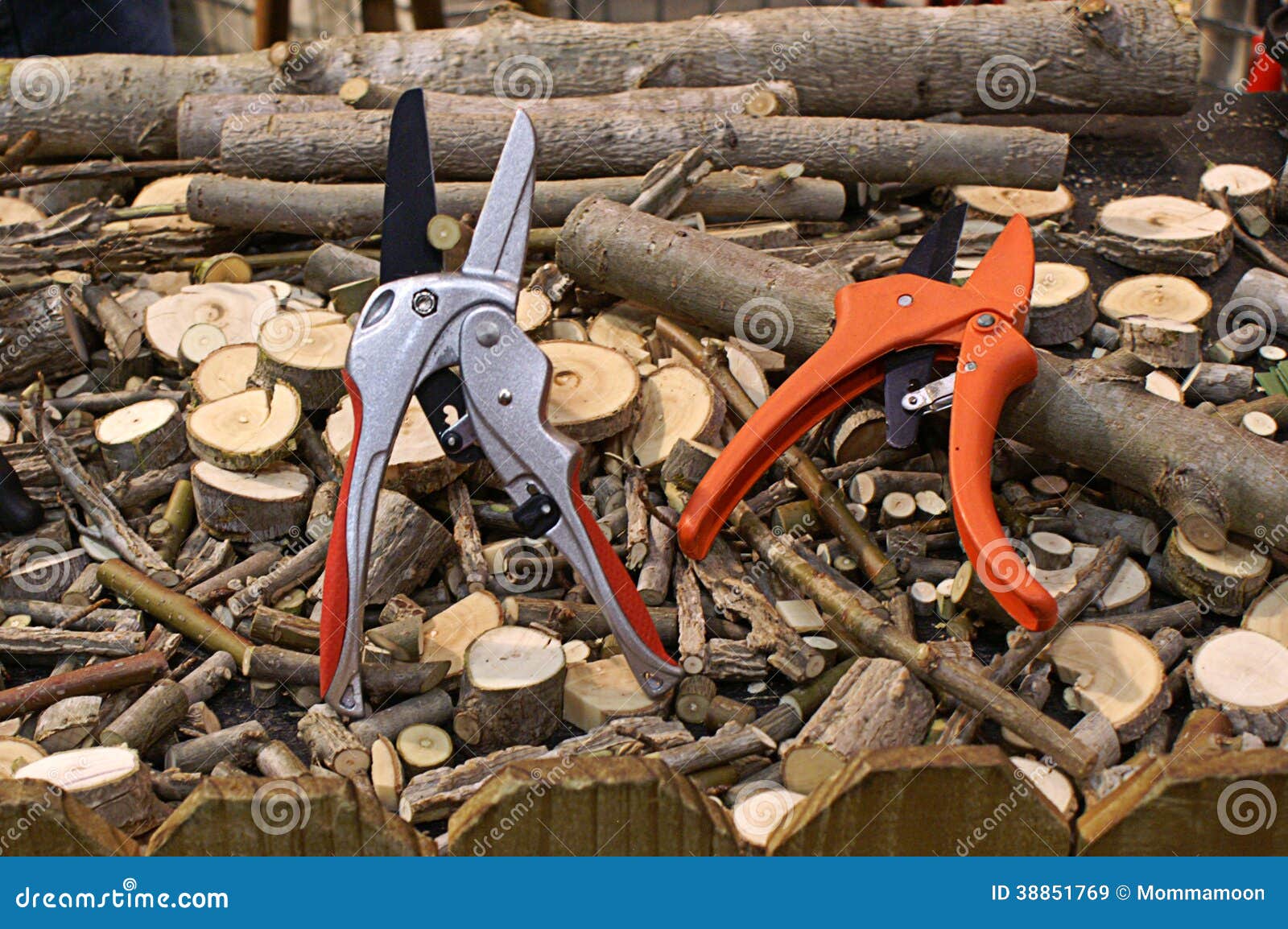 Wood Pruners and Cut Branches Stock Image - Image of tool, close: 38851769