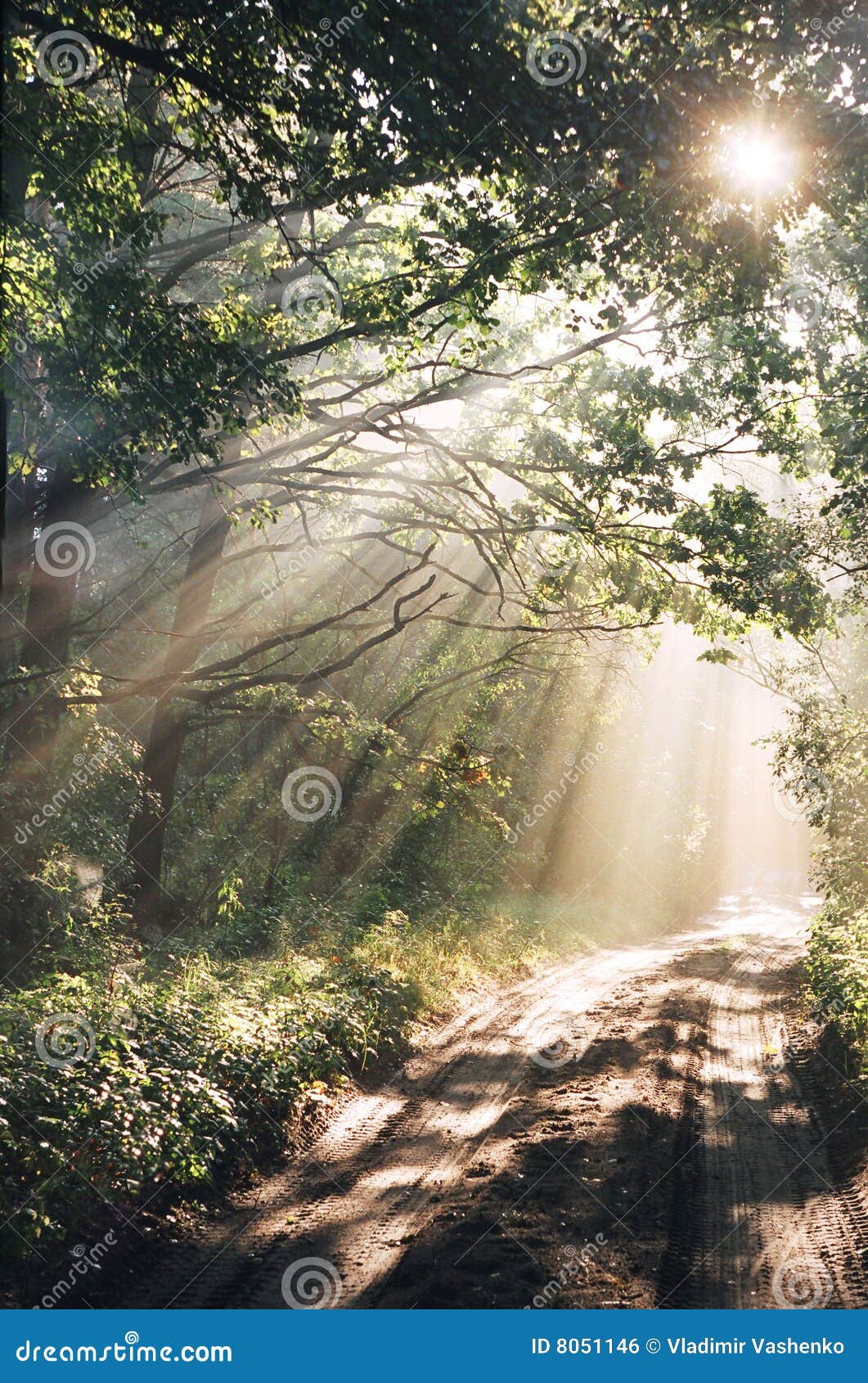 Sun Rays Photography