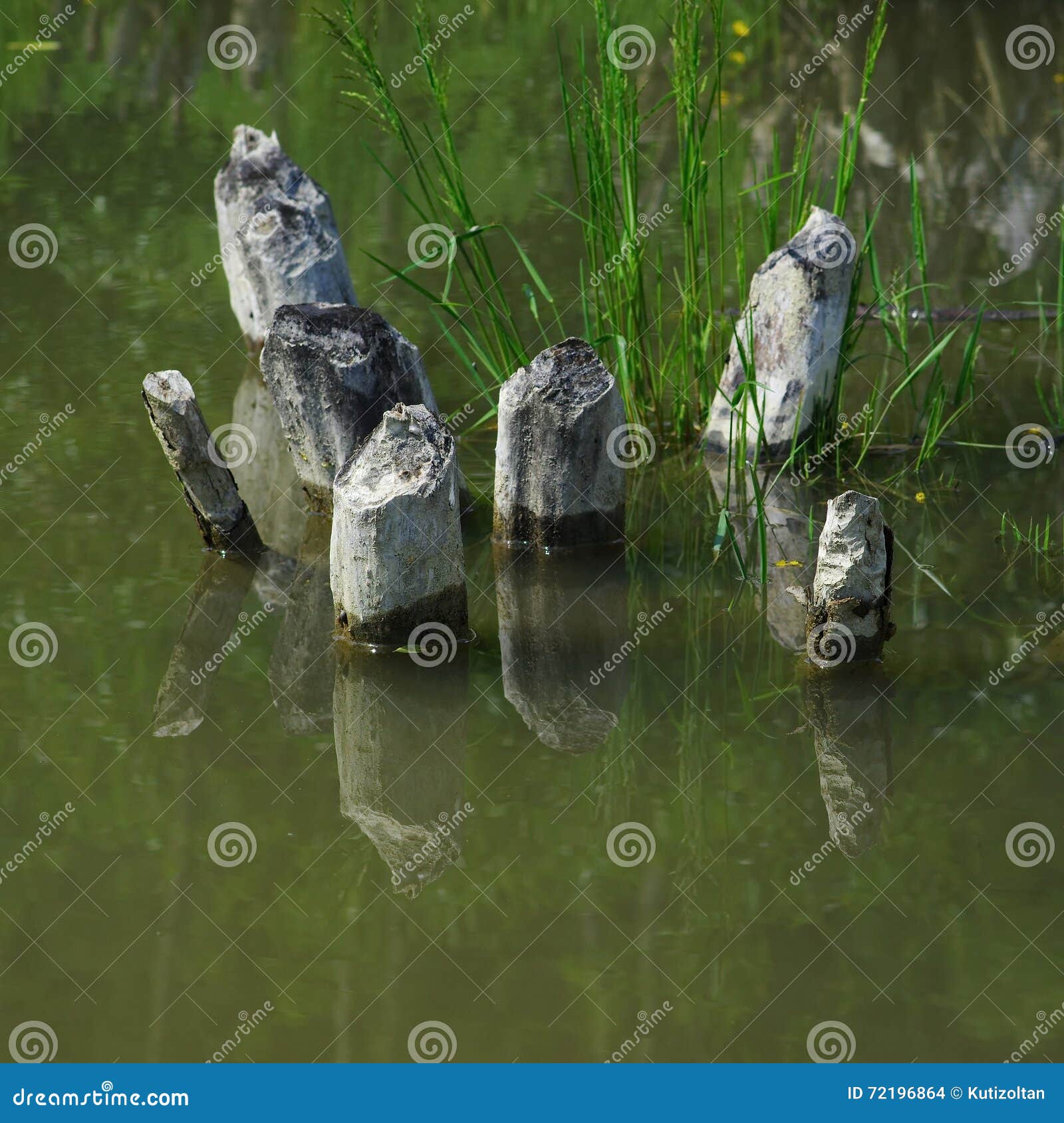 Wood Reflection in the Moss Stock Photo - Image of reflection, morning ...
