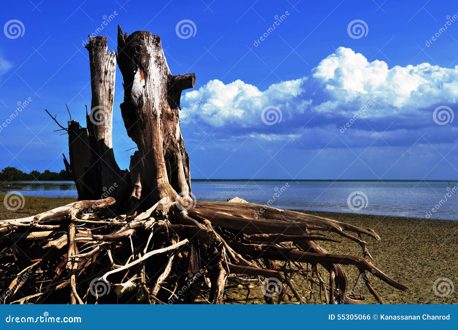 Wood remains on the beach stock photo. Image of blue - 55305066