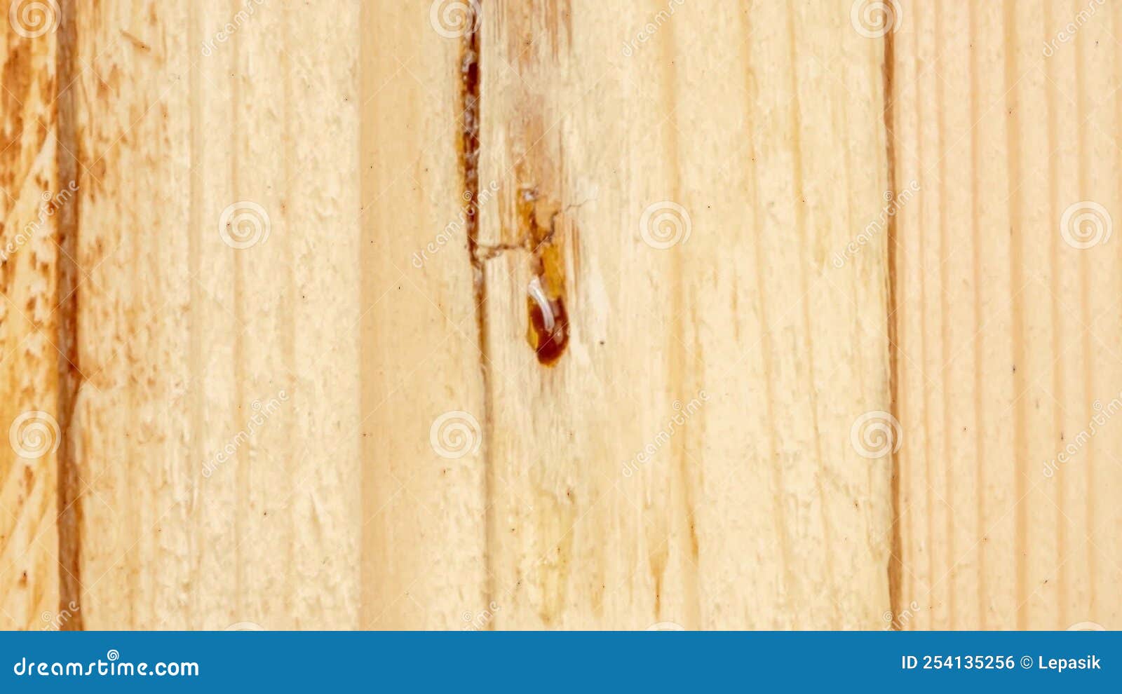 Wood Resin Flows from Untreated Freshly Sawn Pine Board, Raw Wood ...