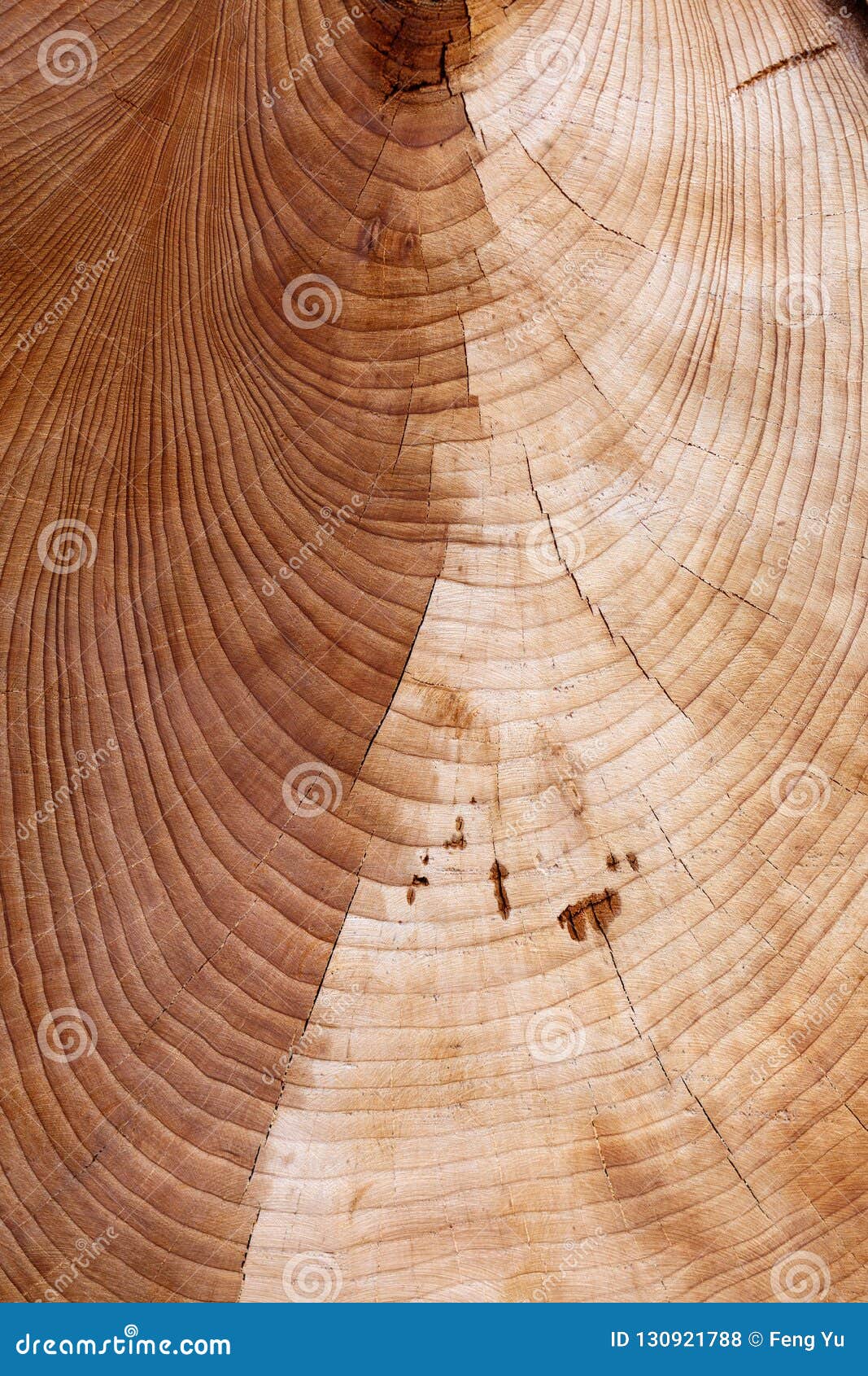 Wood Ring Texture Stock Photography | CartoonDealer.com #231808202