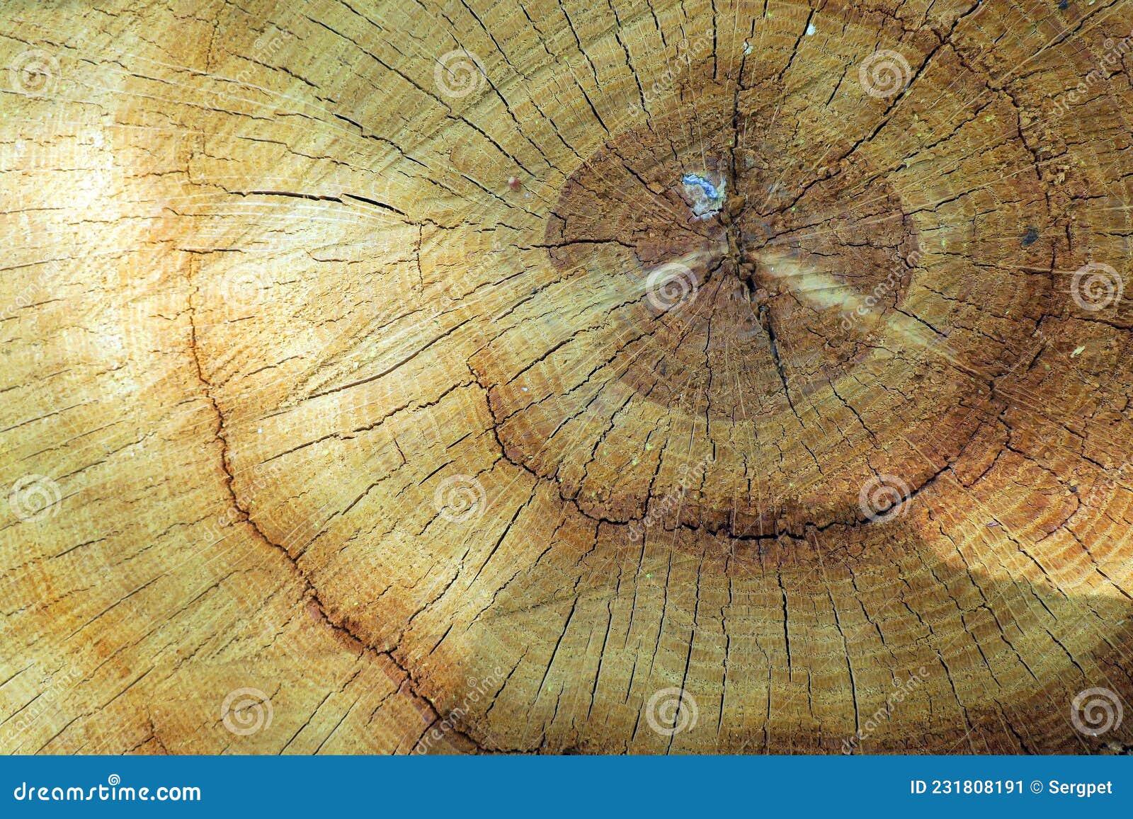 Wood ring texture stock image. Image of textured, texture - 231808191