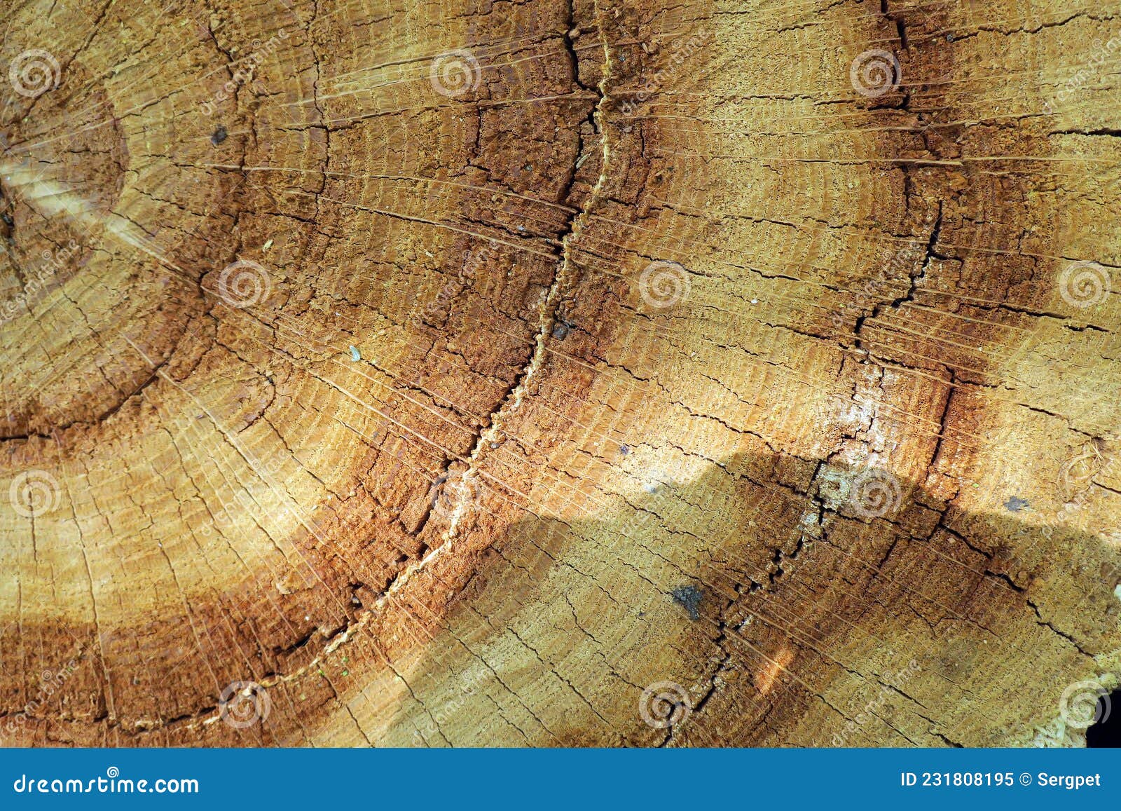 Wood ring texture stock image. Image of macro, brown - 231808195