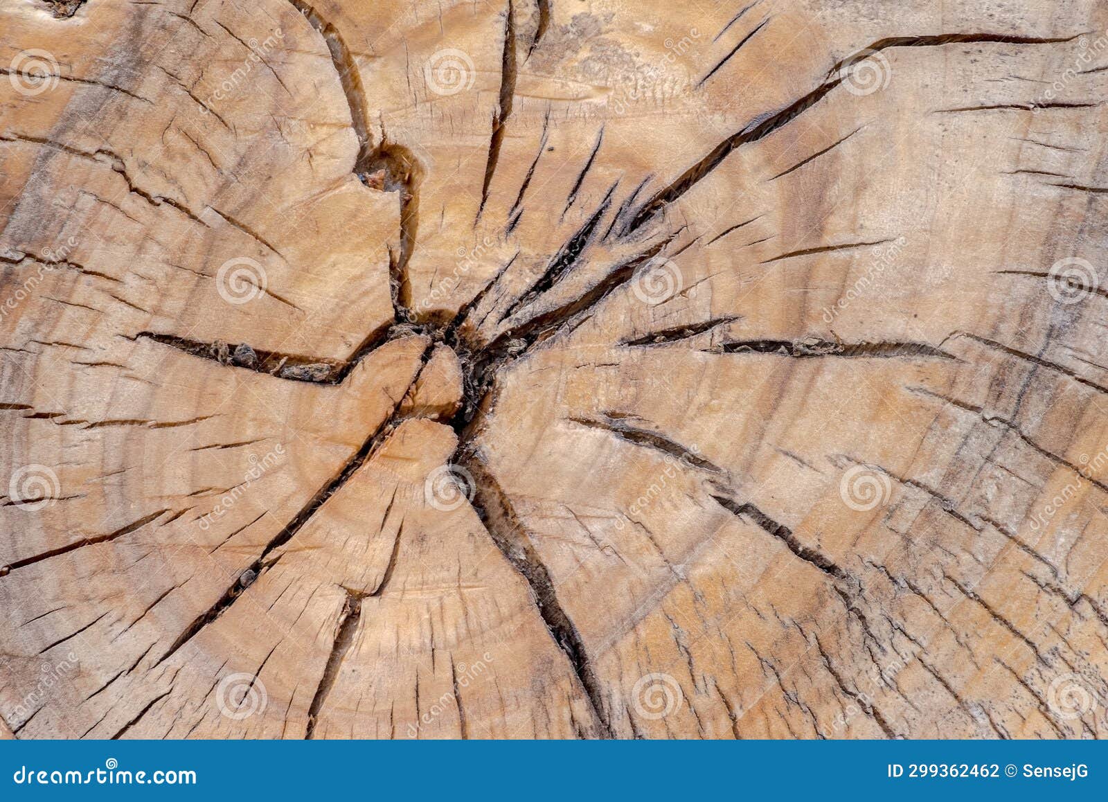 A Cut Dry Tree Trunk with a Cross-section . Stock Photo - Image of ...