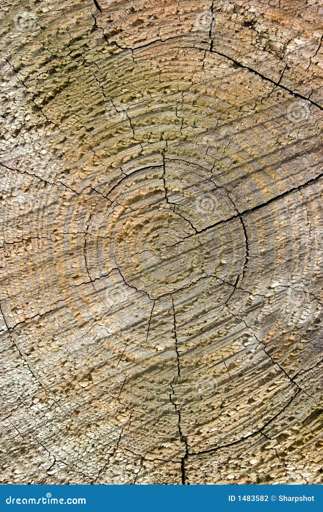 Wood rings texture stock photo. Image of abstract, background - 1483582