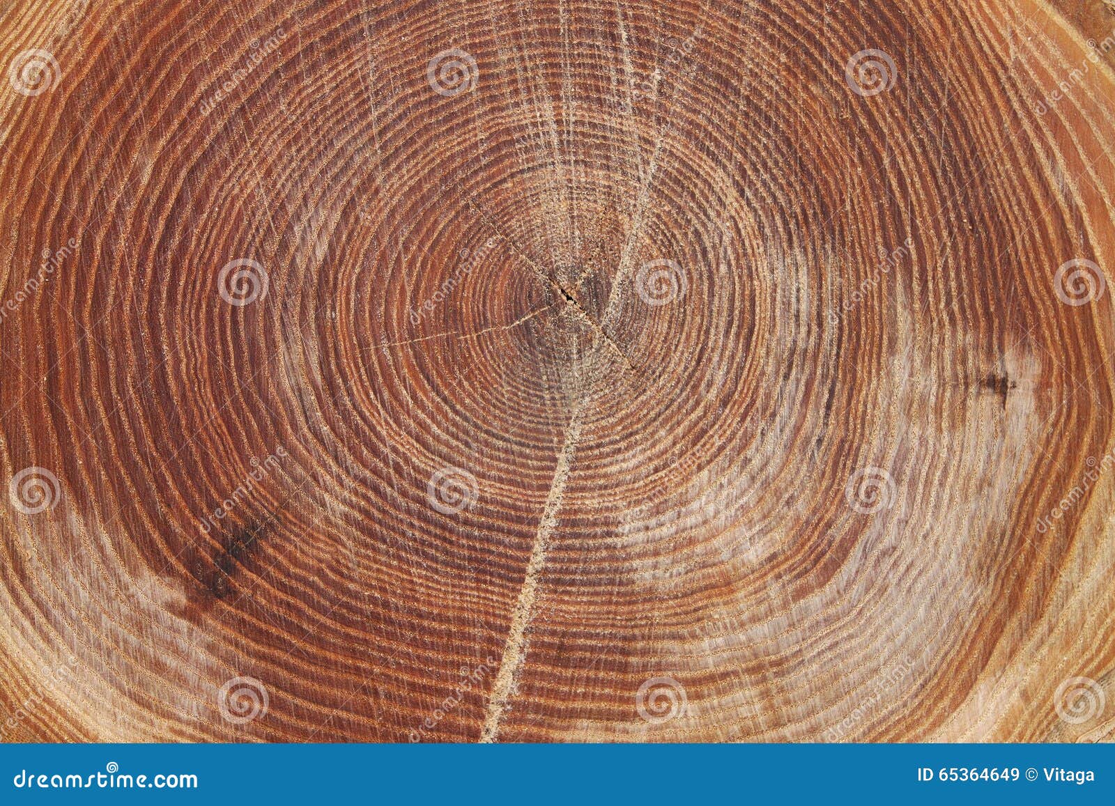 Wood Rings Texture Background Stock Image - Image of pine, floral: 65364649
