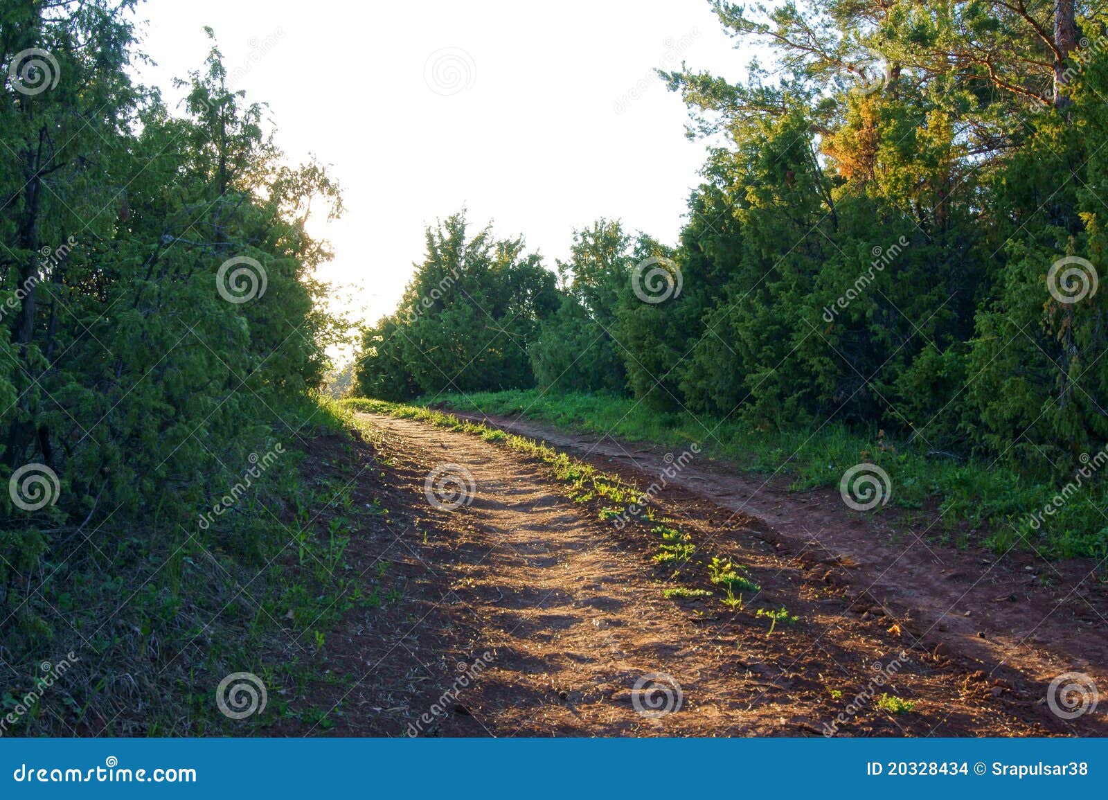 Wood road stock photo. Image of grass, rural, road, summer - 20328434