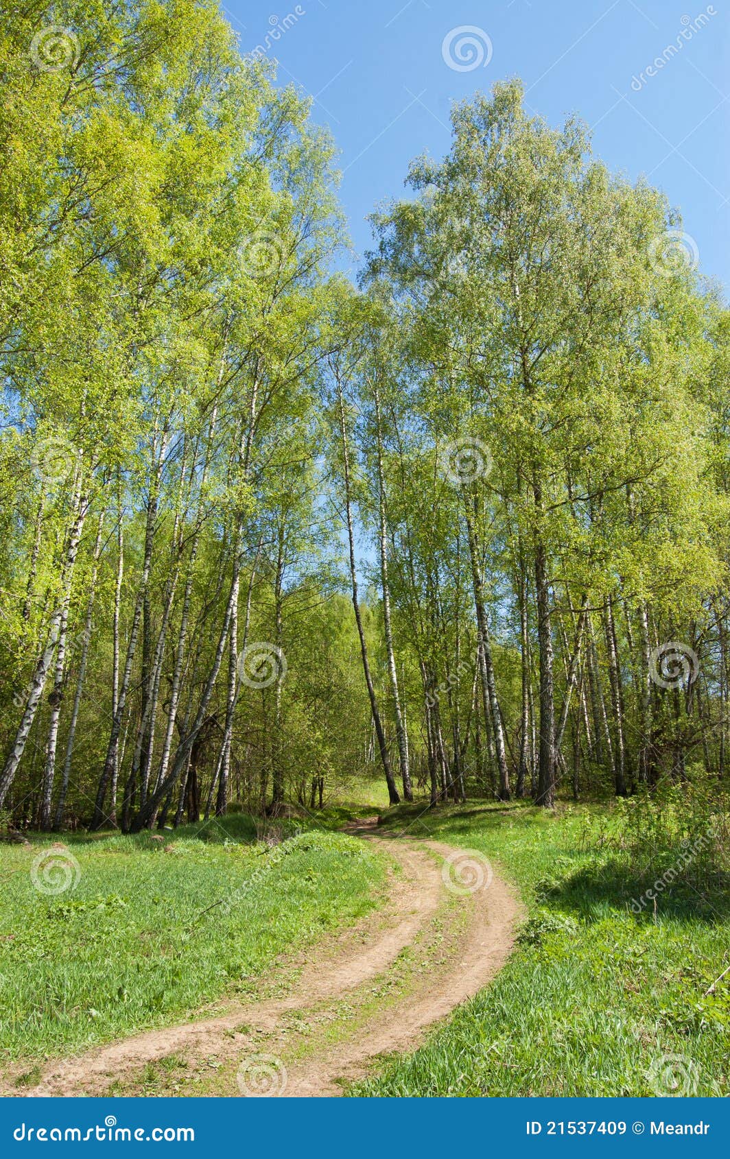 Wood road stock image. Image of sunny, outdoor, sunlight - 21537409
