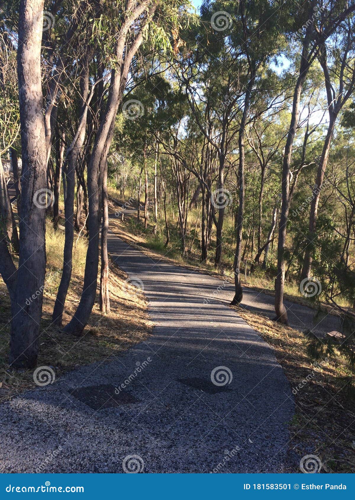 Wood road stock image. Image of road, path, wood, choose - 181583501