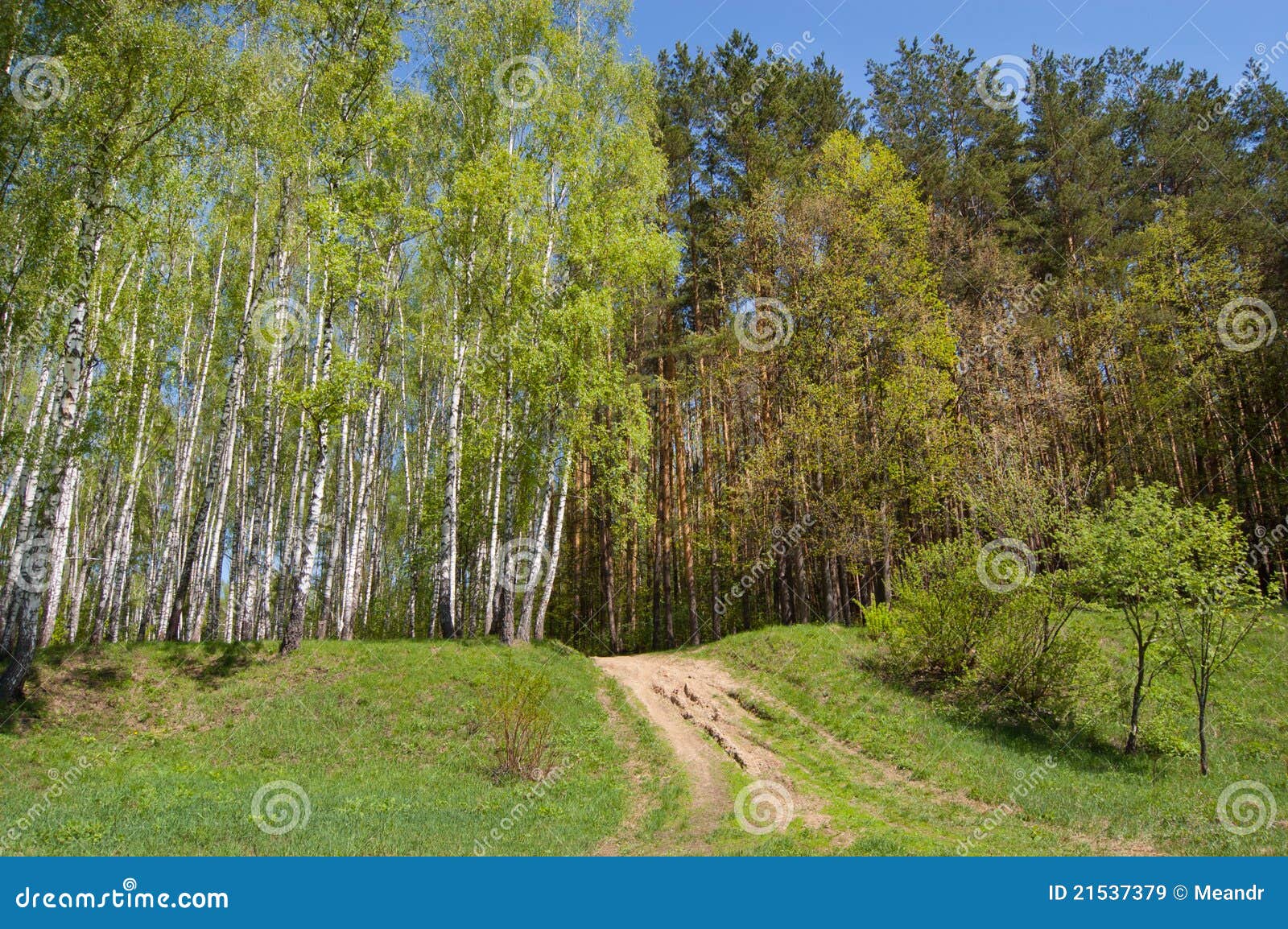 Wood road on a hill stock image. Image of freedom, tree - 21537379