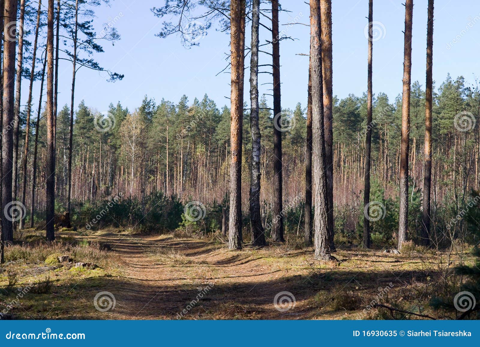 Wood road through wood. stock image. Image of lane, wood - 16930635