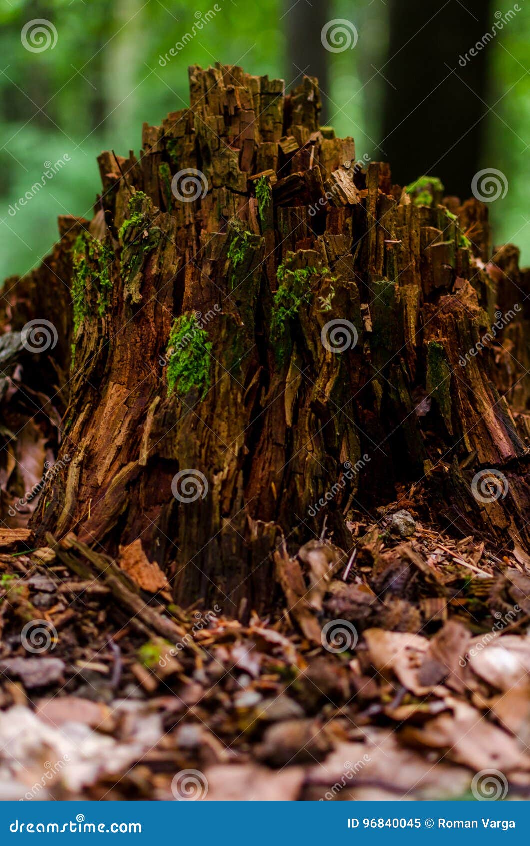 Wood rock stock image. Image of tree, nature, dark, global - 96840045