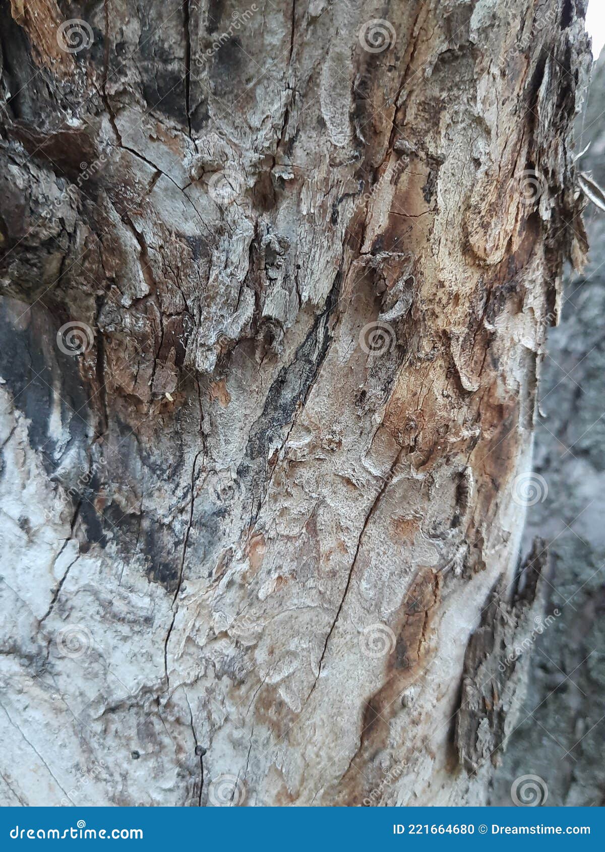 Wood rock geology tree stock photo. Image of soil, bedrock - 221664680