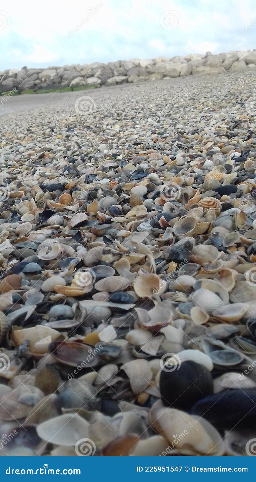 Rock Shell Or Ramose Murex Chicoreus Seashell Royalty-Free Stock Image ...