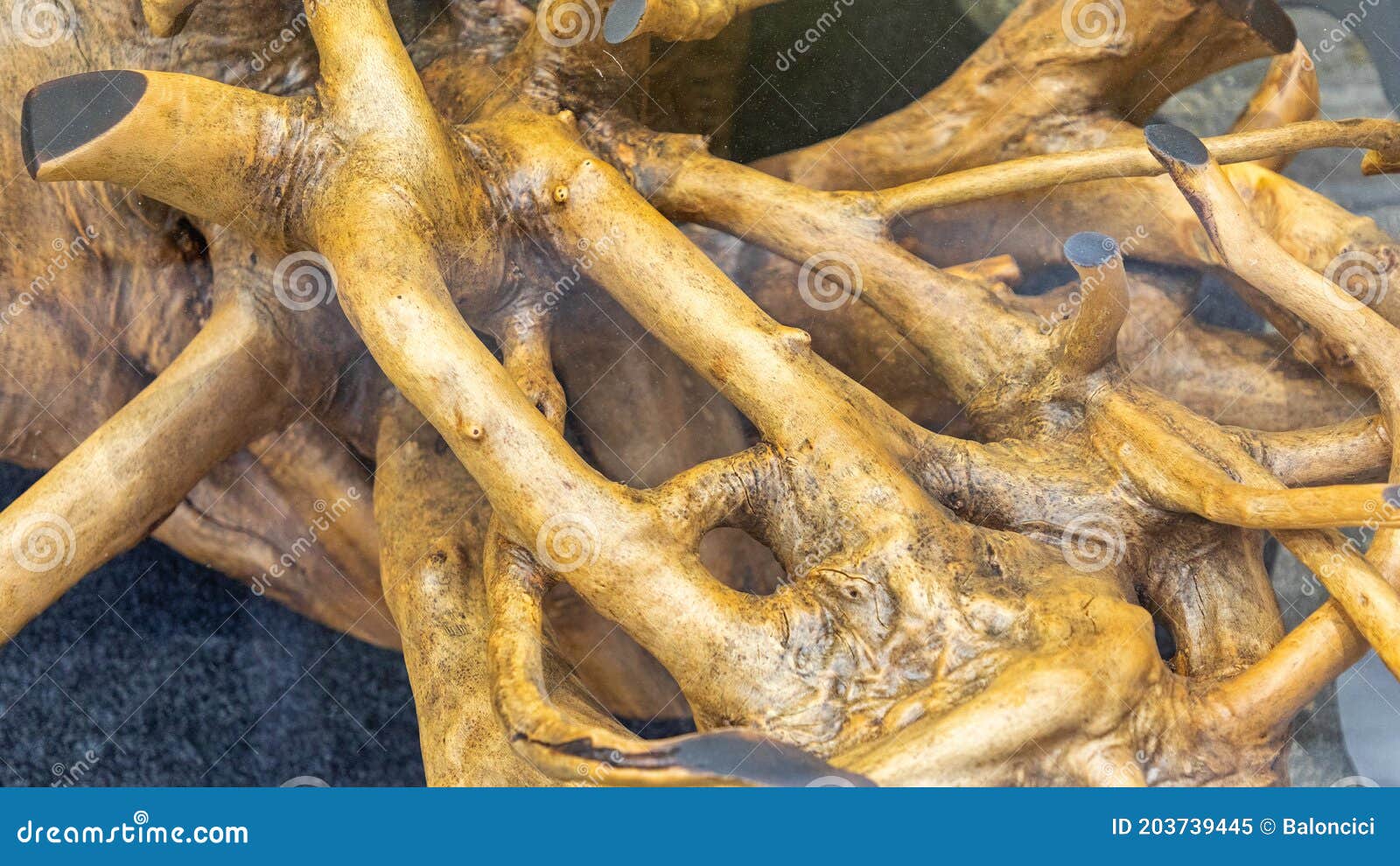 Wood Root Bush Grape Or Three-leaved Wild Vine Cayratia Cayratia ...