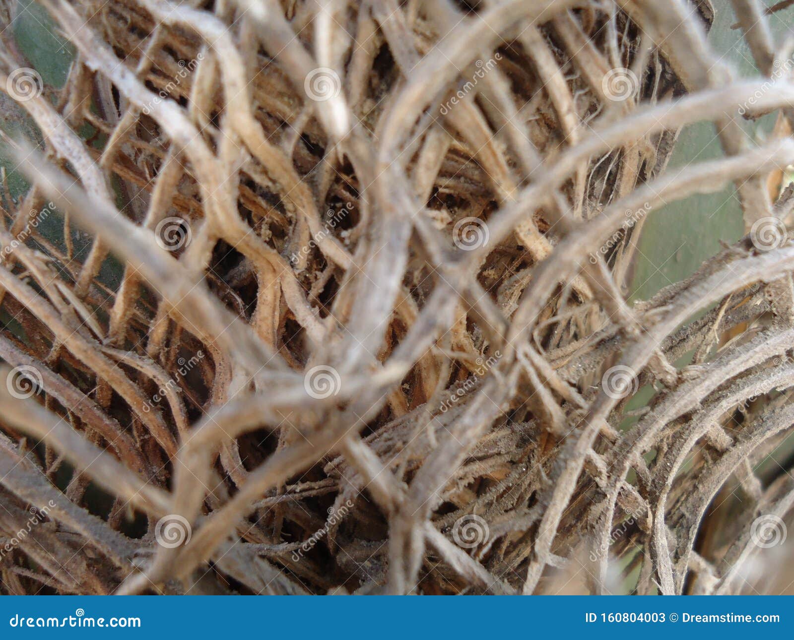 Wood or Roots Texture. Tree Root Texture. Stock Image - Image of ...