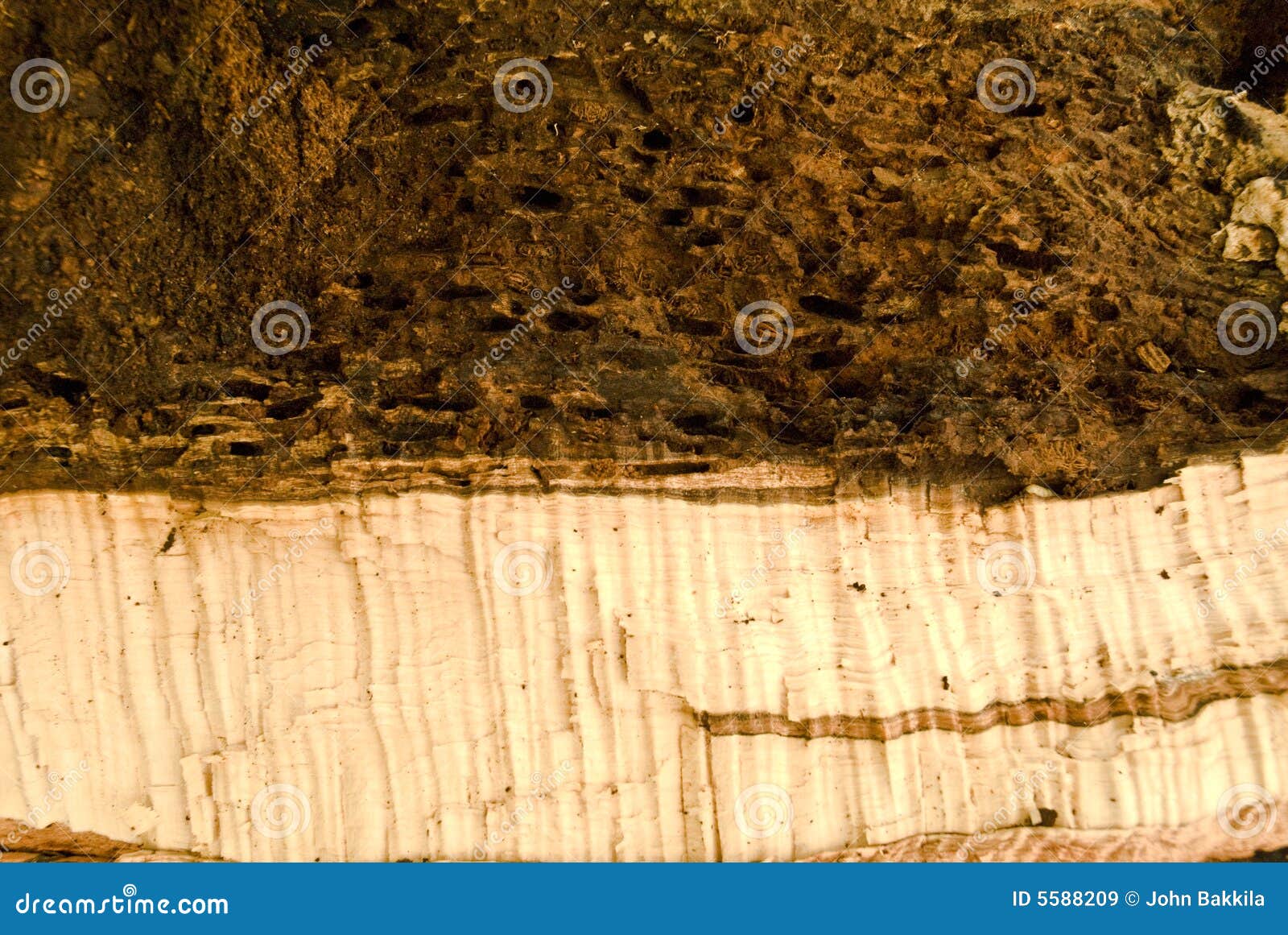 Wood Rot. stock image. Image of bark, decaying, fallen - 5588209