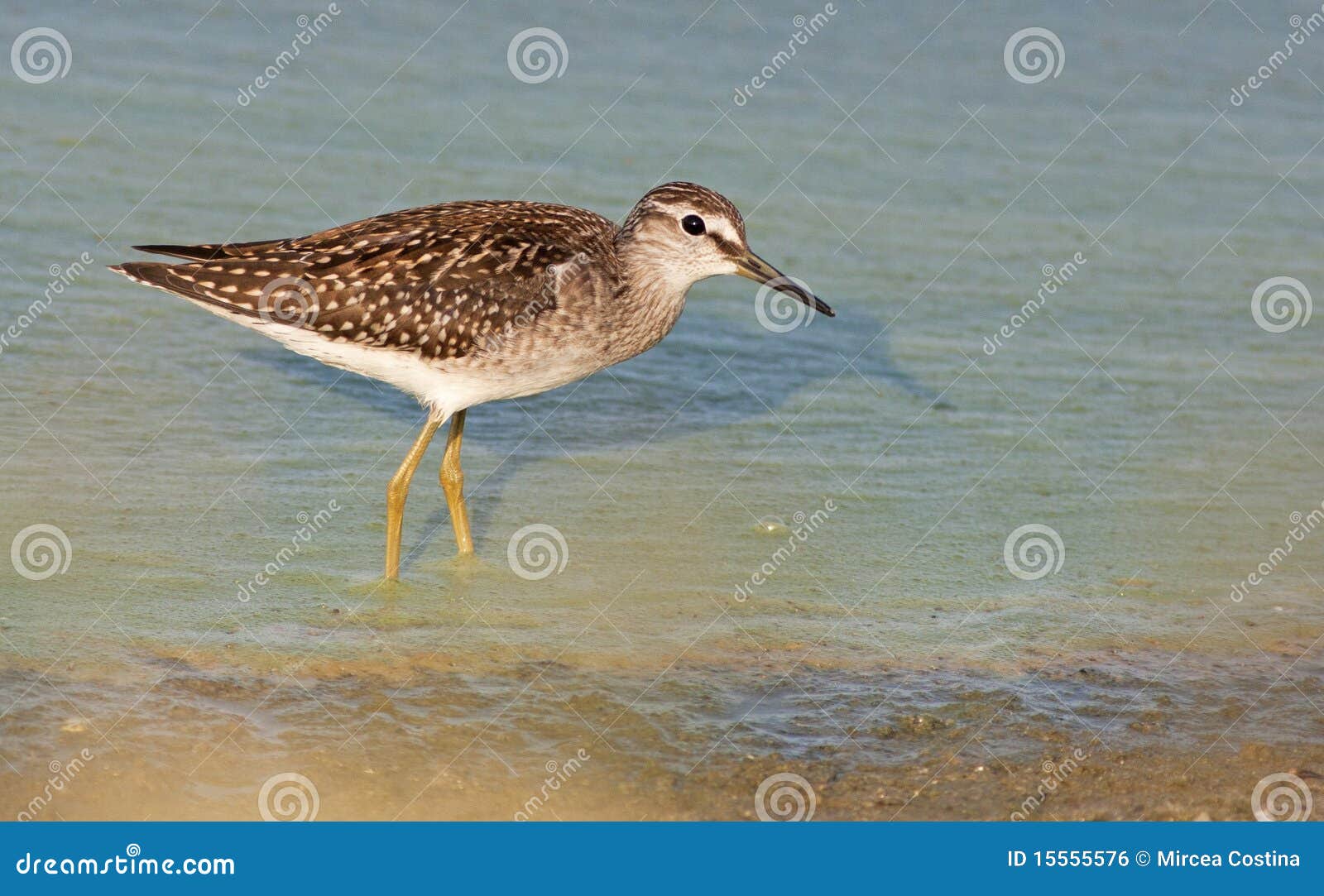 Wood Sandpiper stock photo. Image of beak, wood, wing - 15555576