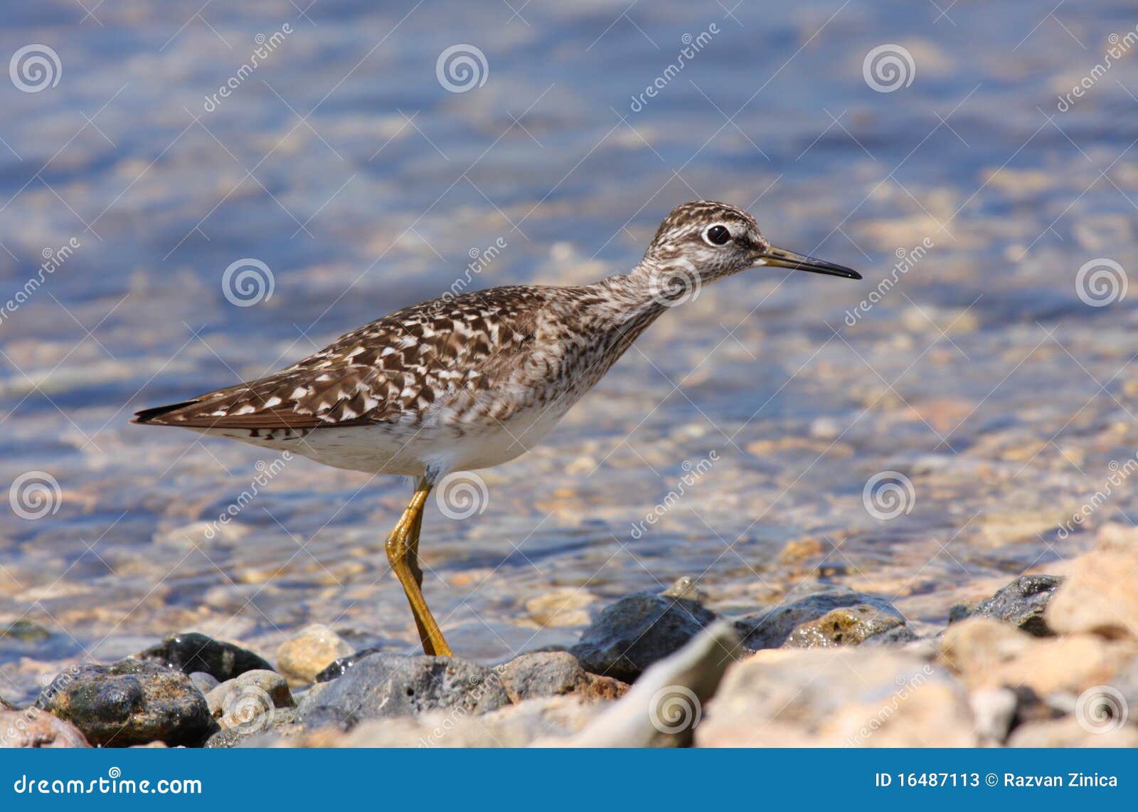 Wood Sandpiper stock image. Image of sandpiper, tringa - 16487113