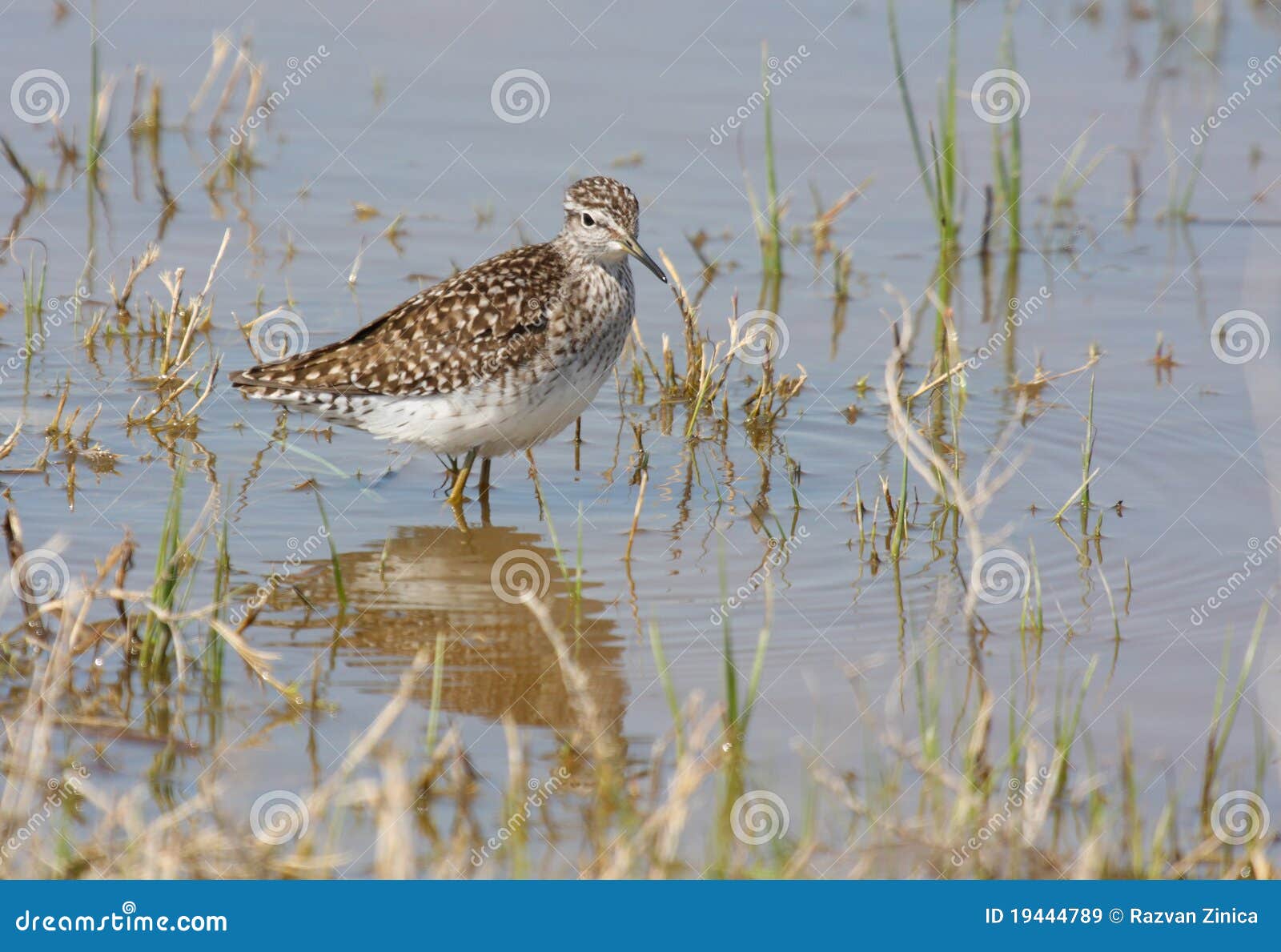 Wood sandpiper stock image. Image of sandpiper, wood - 19444789
