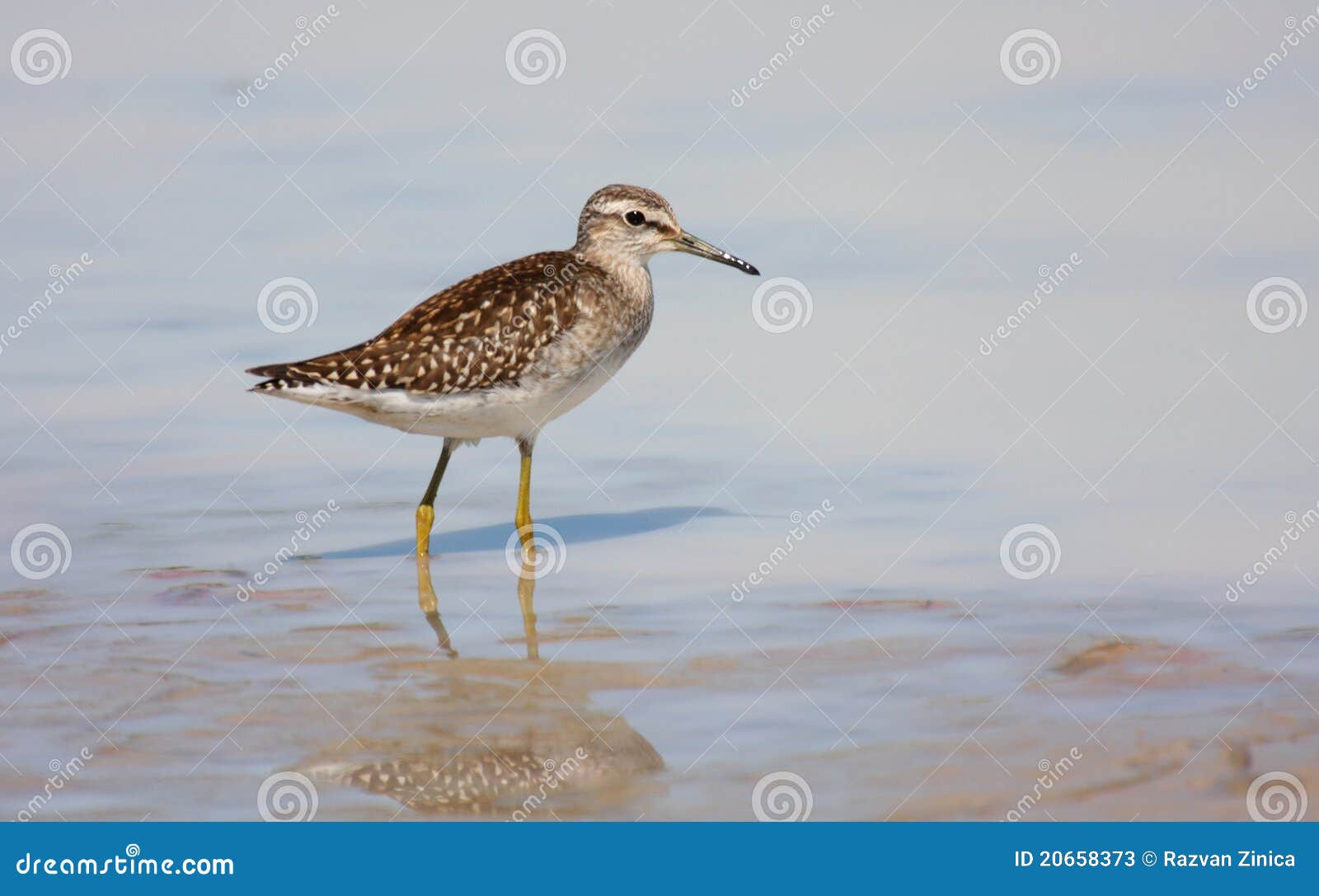 Wood sandpiper stock image. Image of sandpiper, ornithology - 20658373